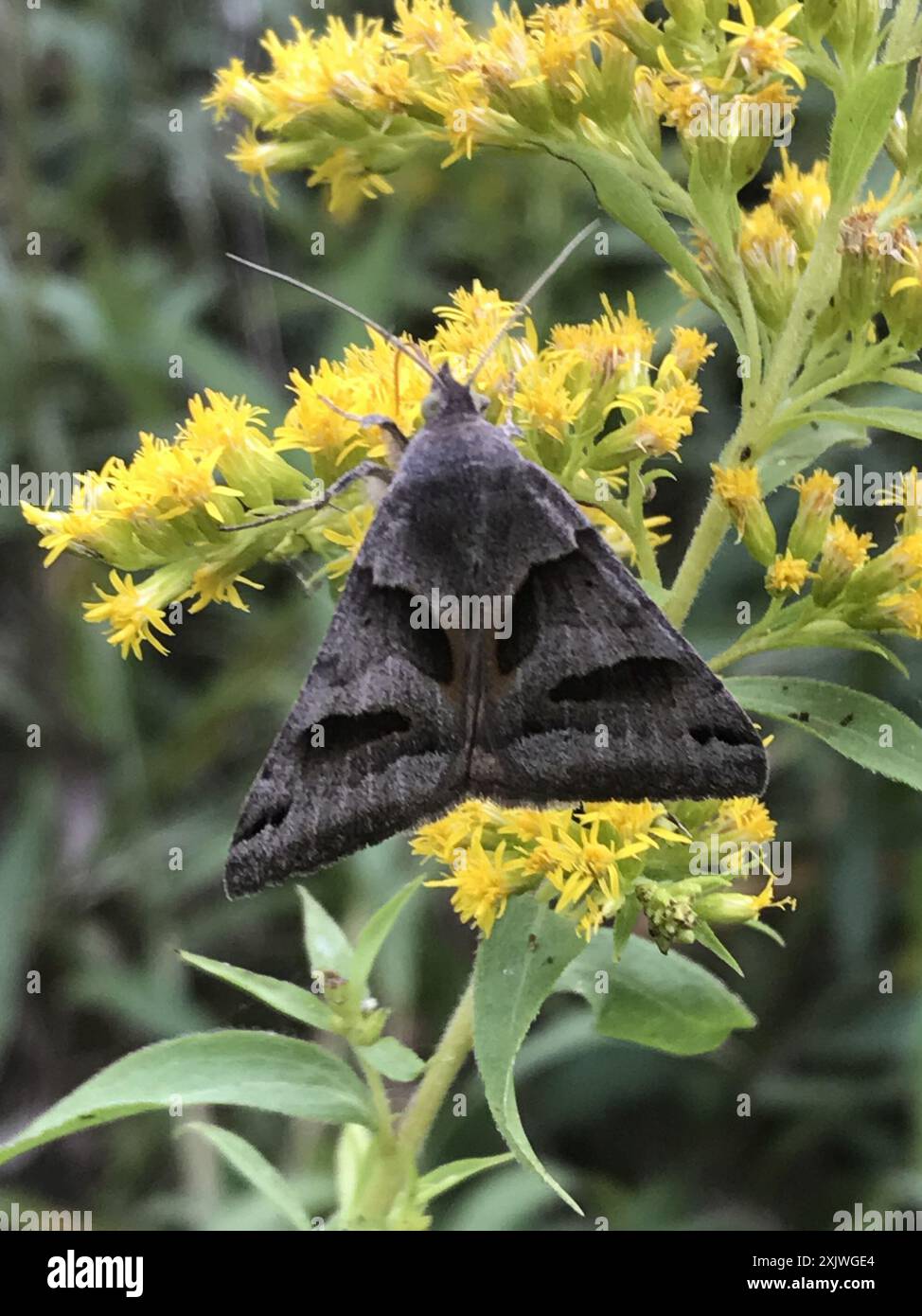 Forage Looper Moth (Caenurgina erechtea) Insecta Stock Photo - Alamy
