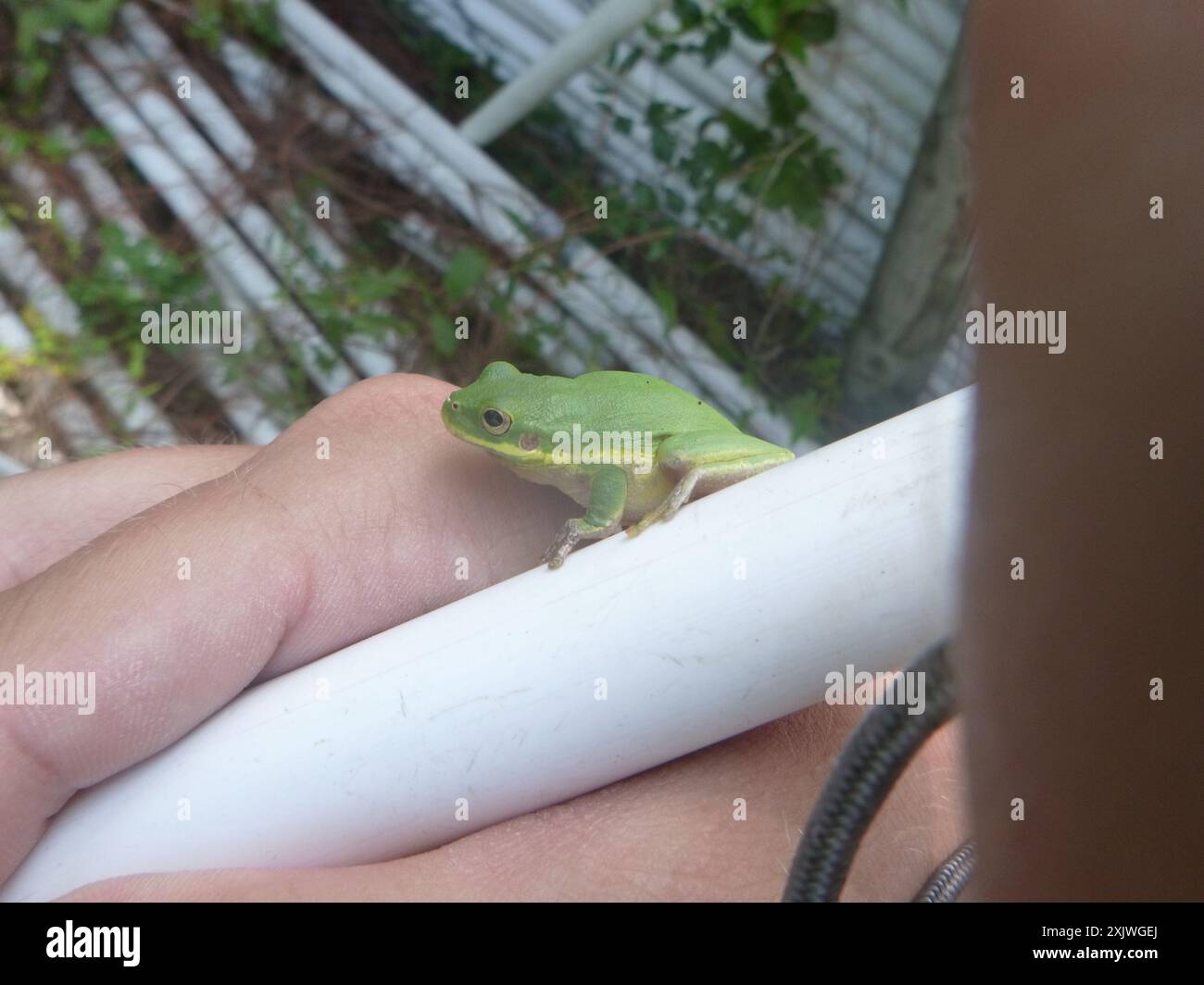 Squirrel Treefrog (Hyla squirella) Amphibia Stock Photo - Alamy