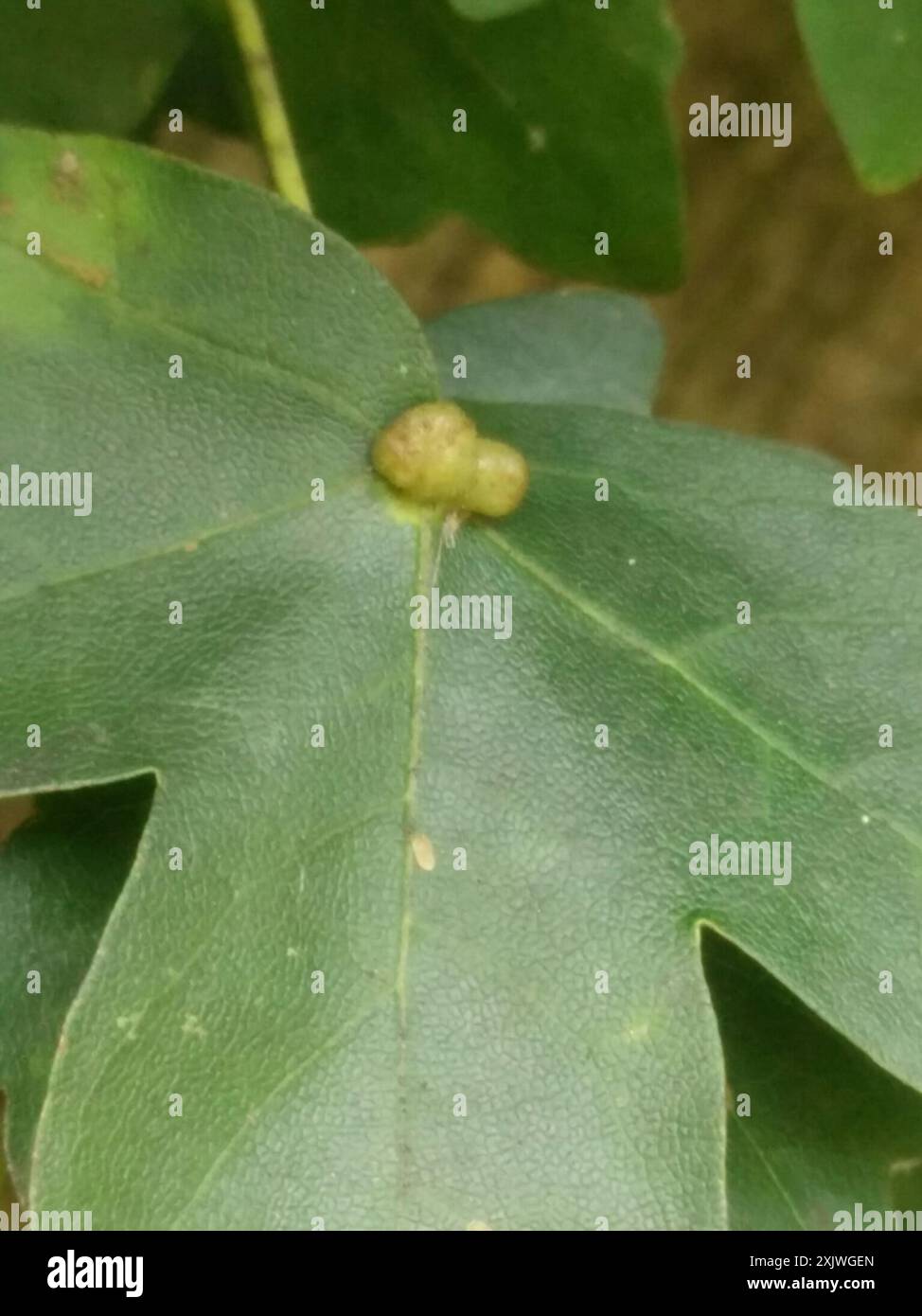 solitary maple leaf gall mite (Aceria macrochela) Arachnida Stock Photo ...