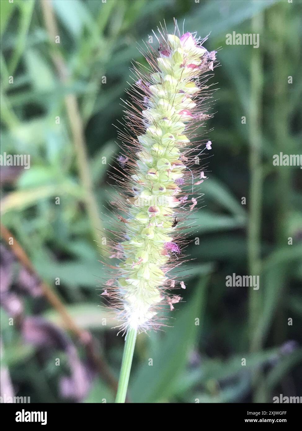 yellow foxtail (Setaria pumila) Plantae Stock Photo - Alamy