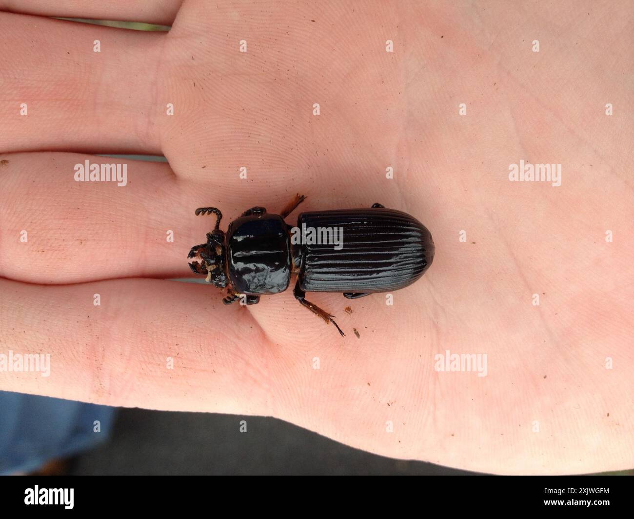 Horned Passalus Beetle (Odontotaenius disjunctus) Insecta Stock Photo ...