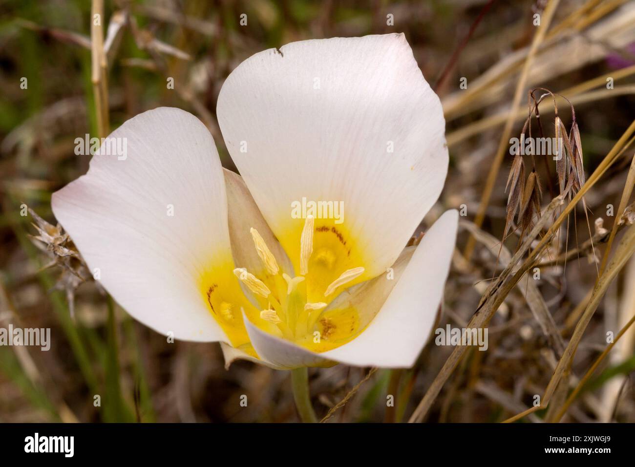 Sego lily calochortus nuttallii hi-res stock photography and images - Alamy
