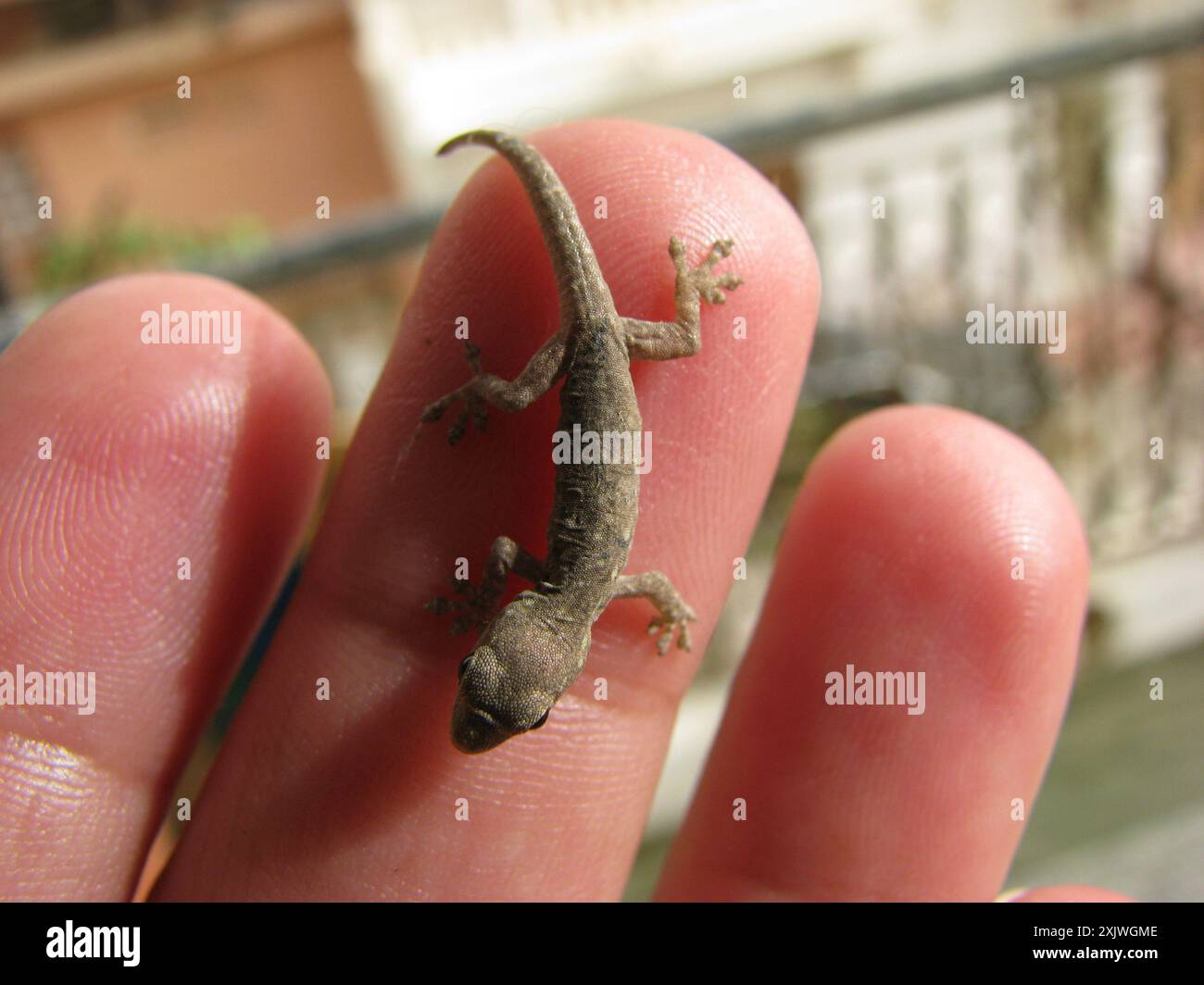 Afro-Neotropical Dwarf Geckos (Lygodactylus) Reptilia Stock Photo - Alamy