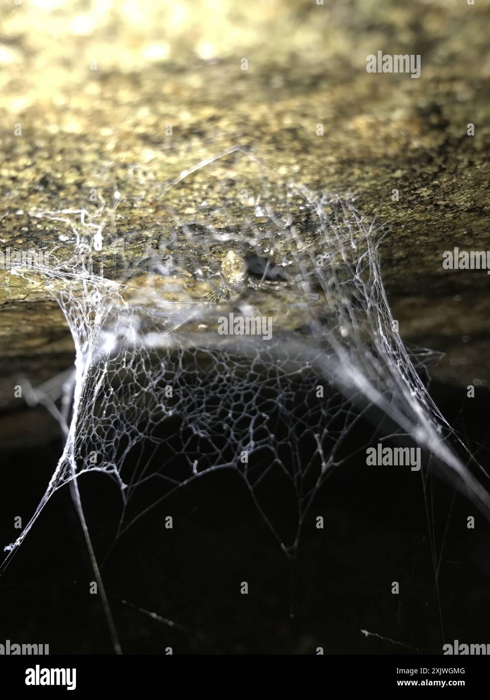 Lampshade spider hi-res stock photography and images - Alamy