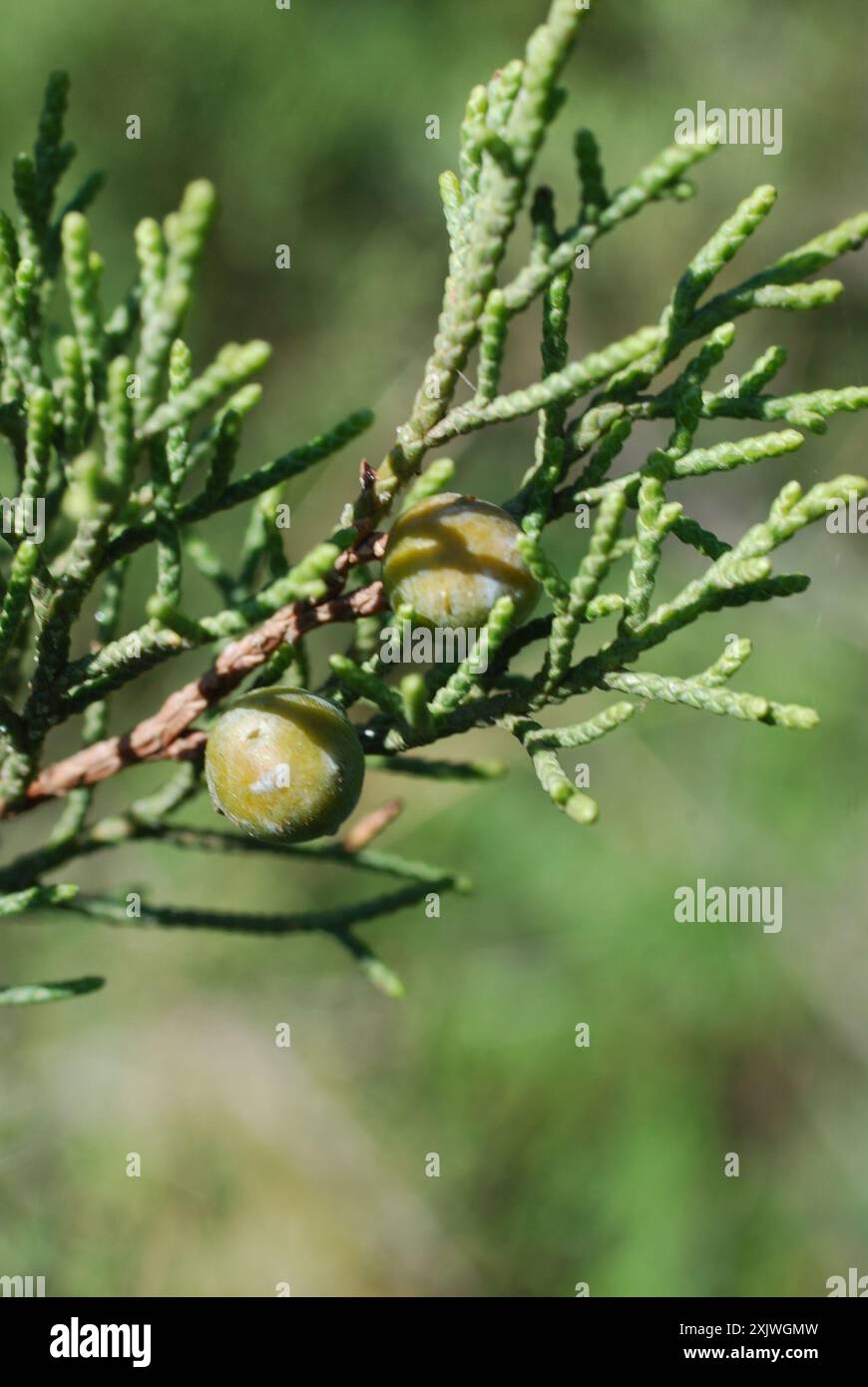 Mediterranean juniper (Juniperus turbinata) Plantae Stock Photo - Alamy