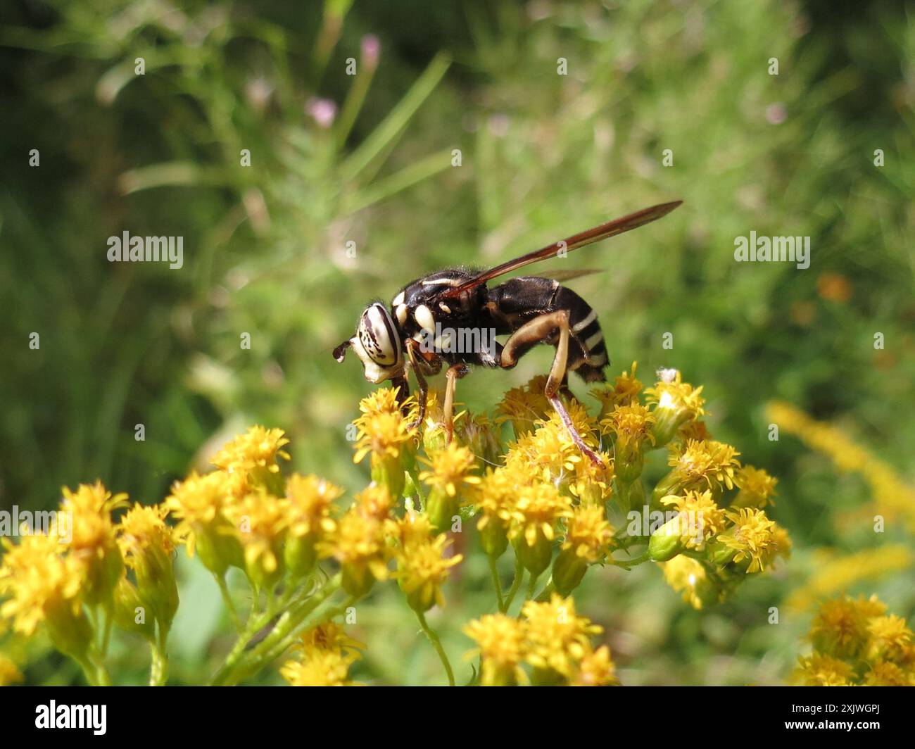 Bald-faced Hornet Fly (Spilomyia fusca) Insecta Stock Photo - Alamy