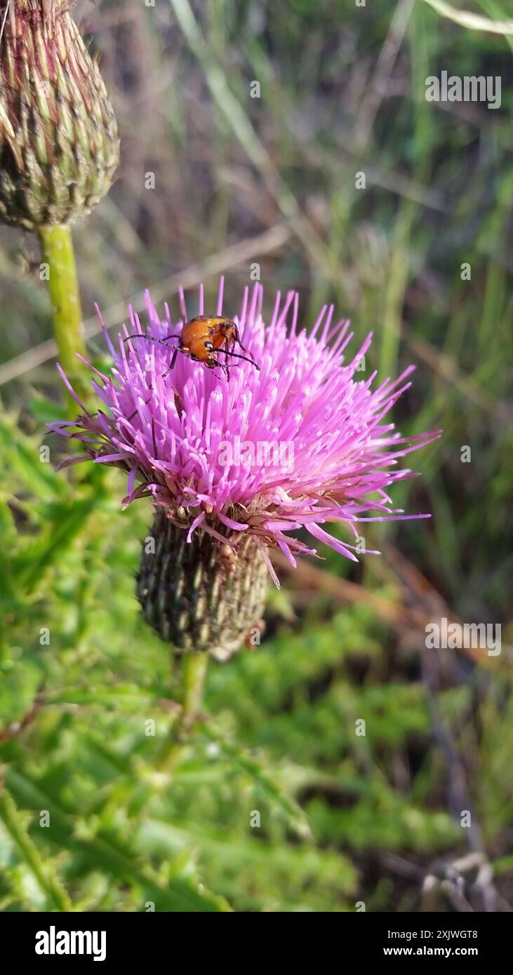 sandhill thistle (Cirsium repandum) Plantae Stock Photo - Alamy