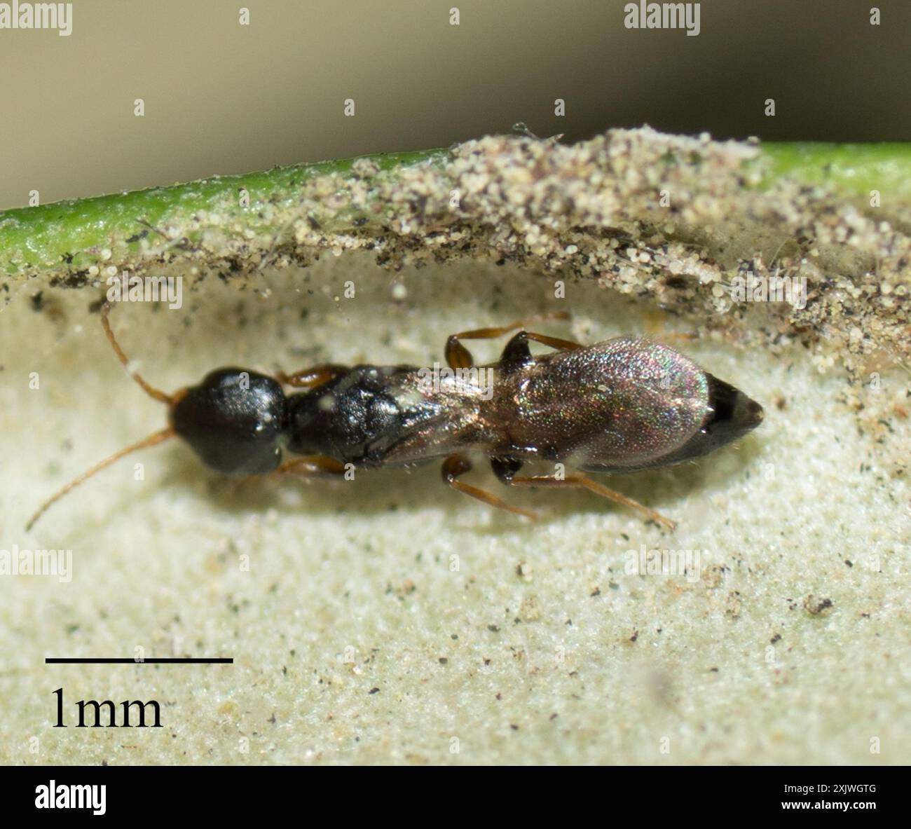 Flat wasps (Bethylidae) Insecta Stock Photo - Alamy