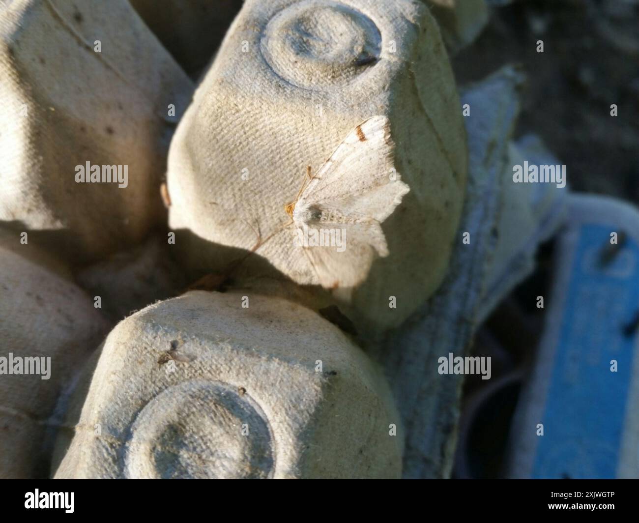 Red-headed Inchworm Moth (Macaria bisignata) Insecta Stock Photo - Alamy