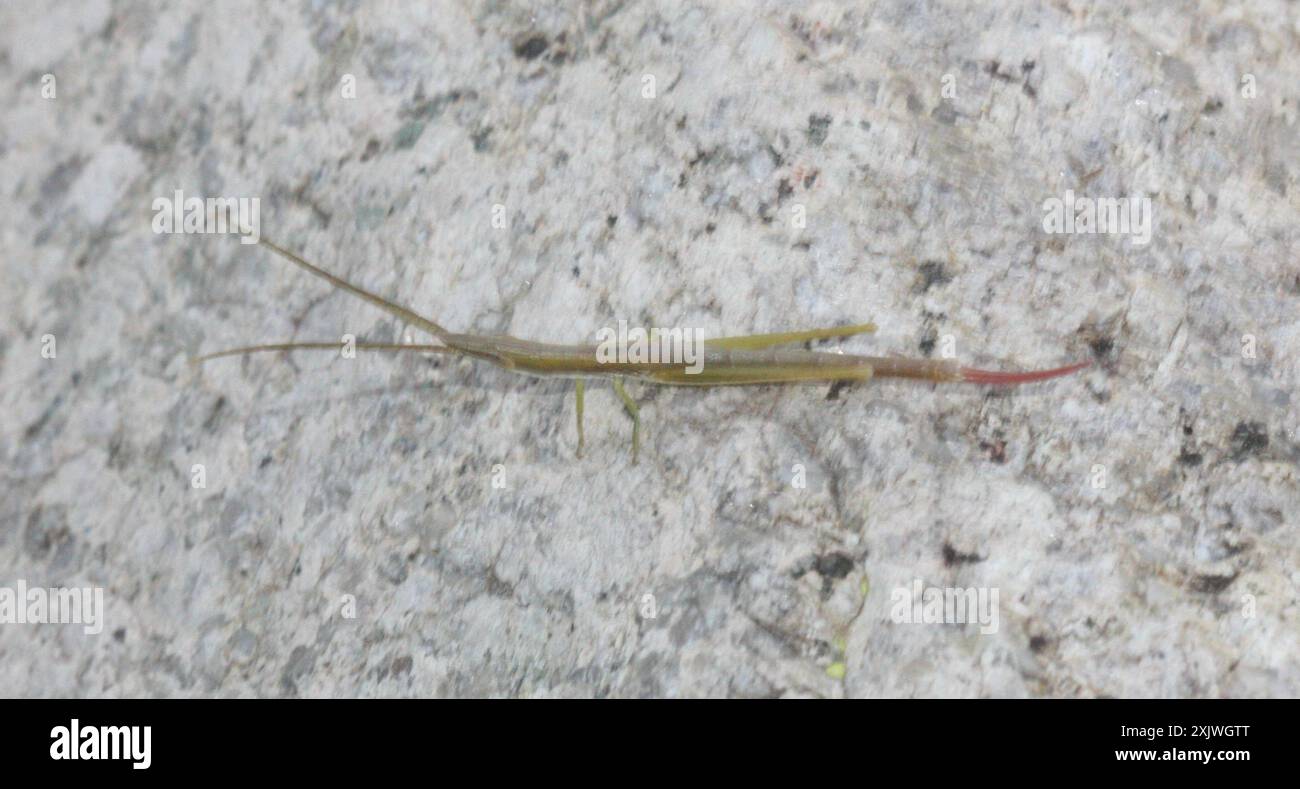 Snow's Toothpick Grasshopper (Prorocorypha snowi) Insecta Stock Photo ...