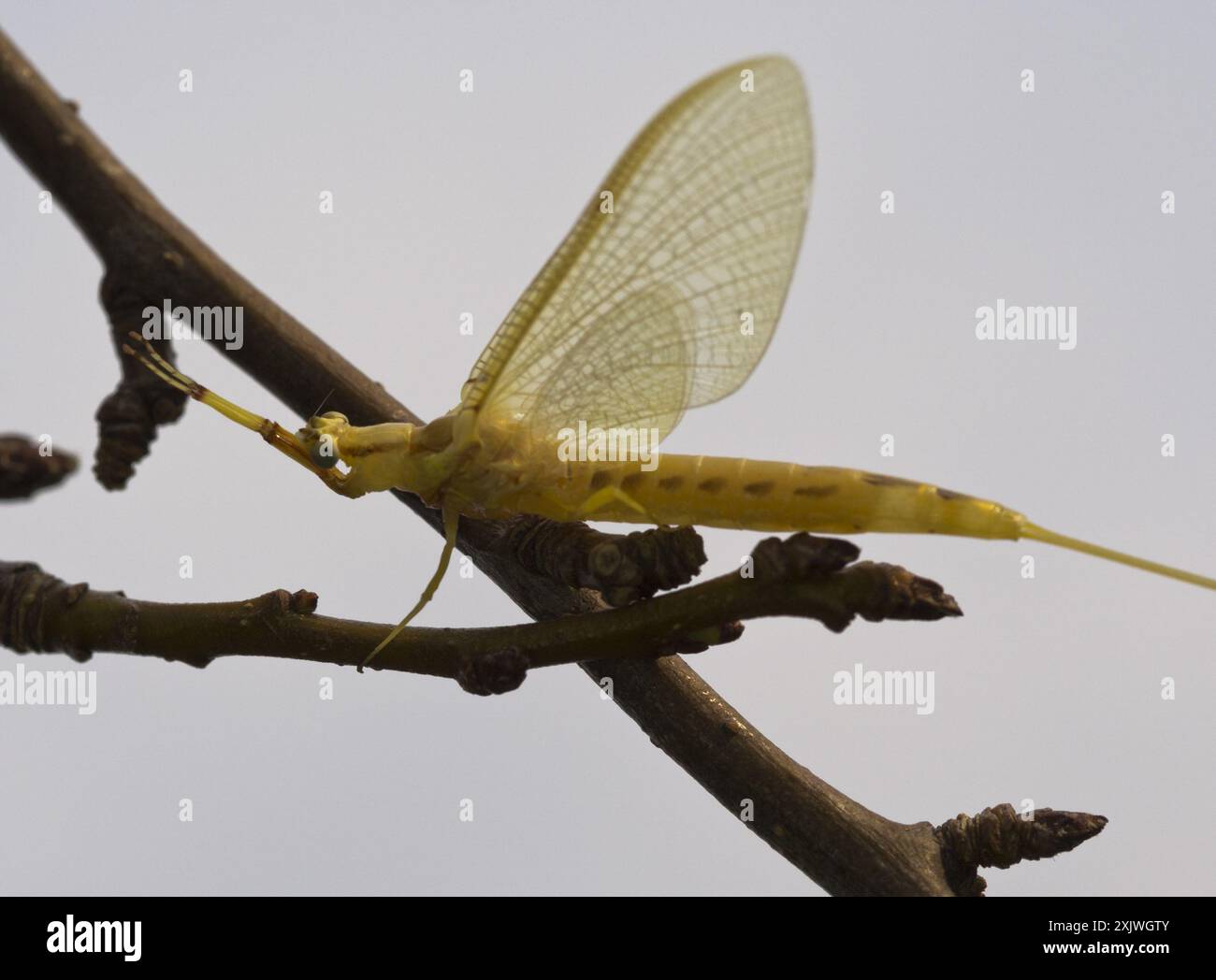 Giant Mayfly (Hexagenia limbata) Insecta Stock Photo - Alamy