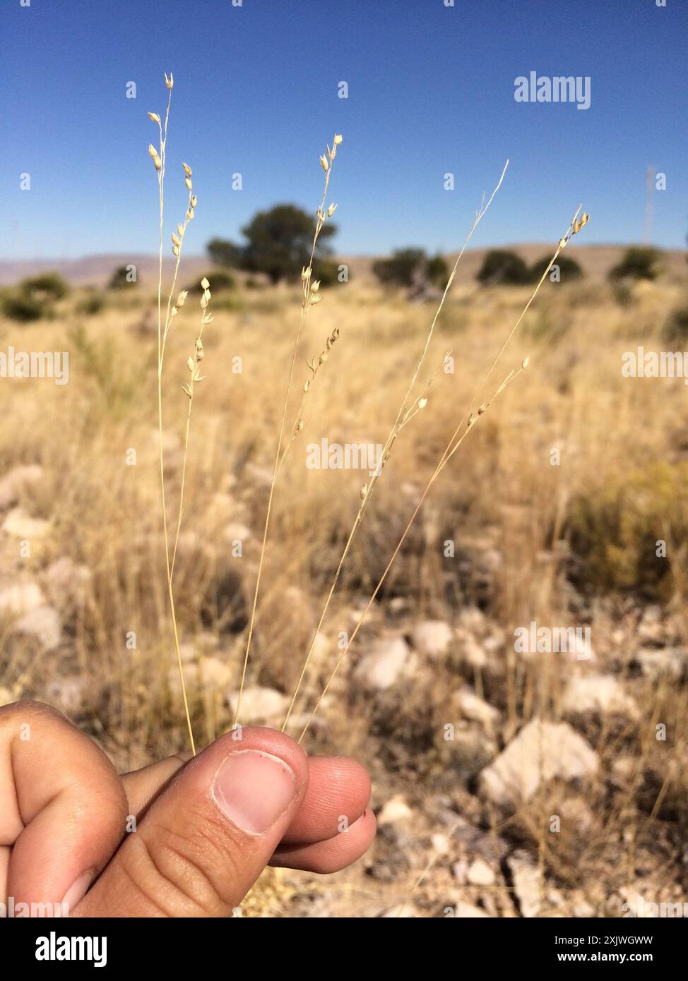 hall panicum (Panicum hallii) Plantae Stock Photo - Alamy