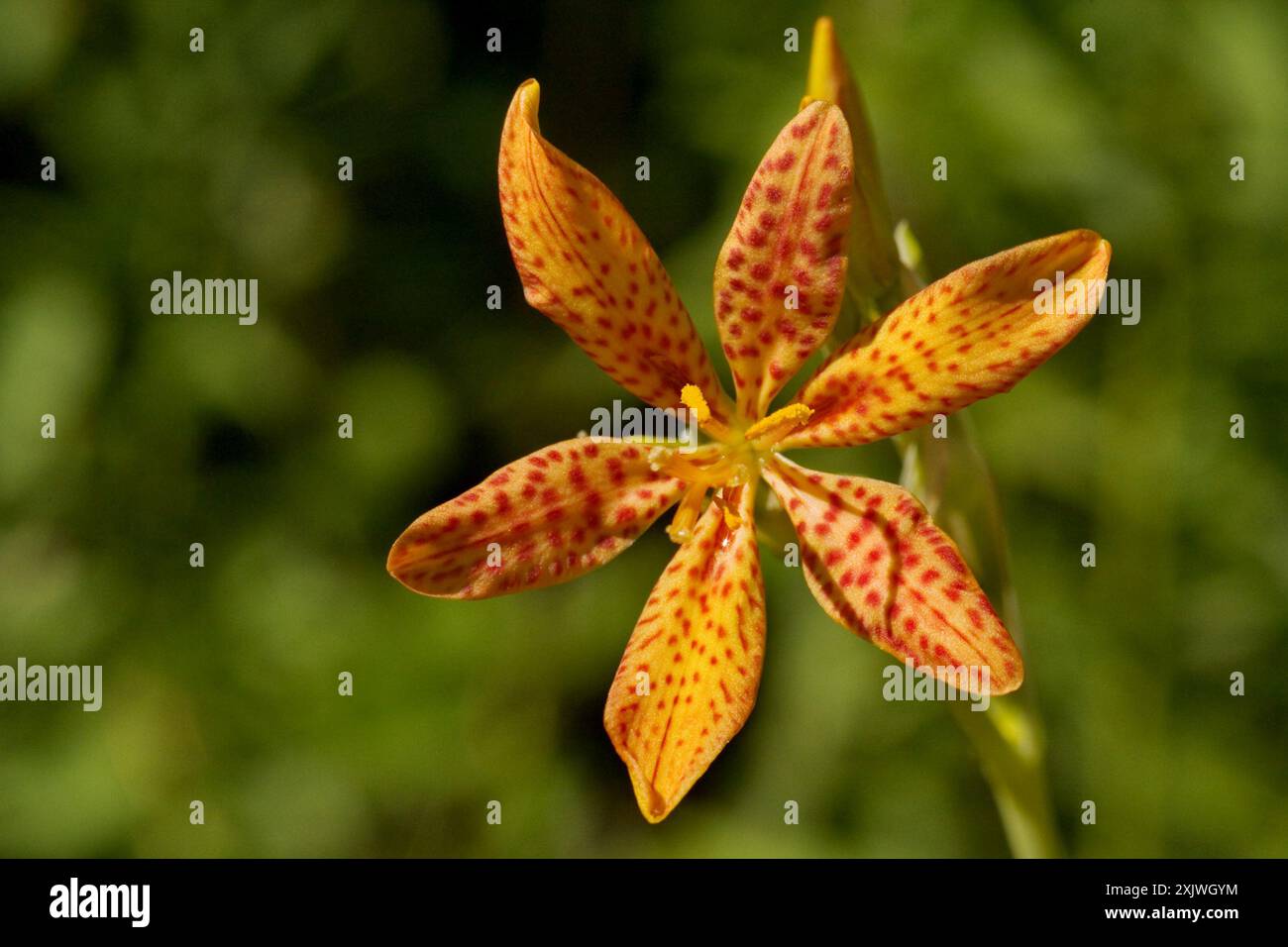 Blackberry Lily (Iris domestica) Plantae Stock Photo - Alamy
