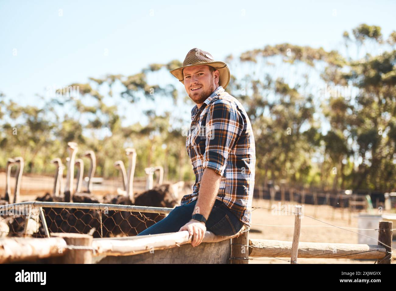 Ostrich, flock and man at farm in portrait, nature or growth for ...