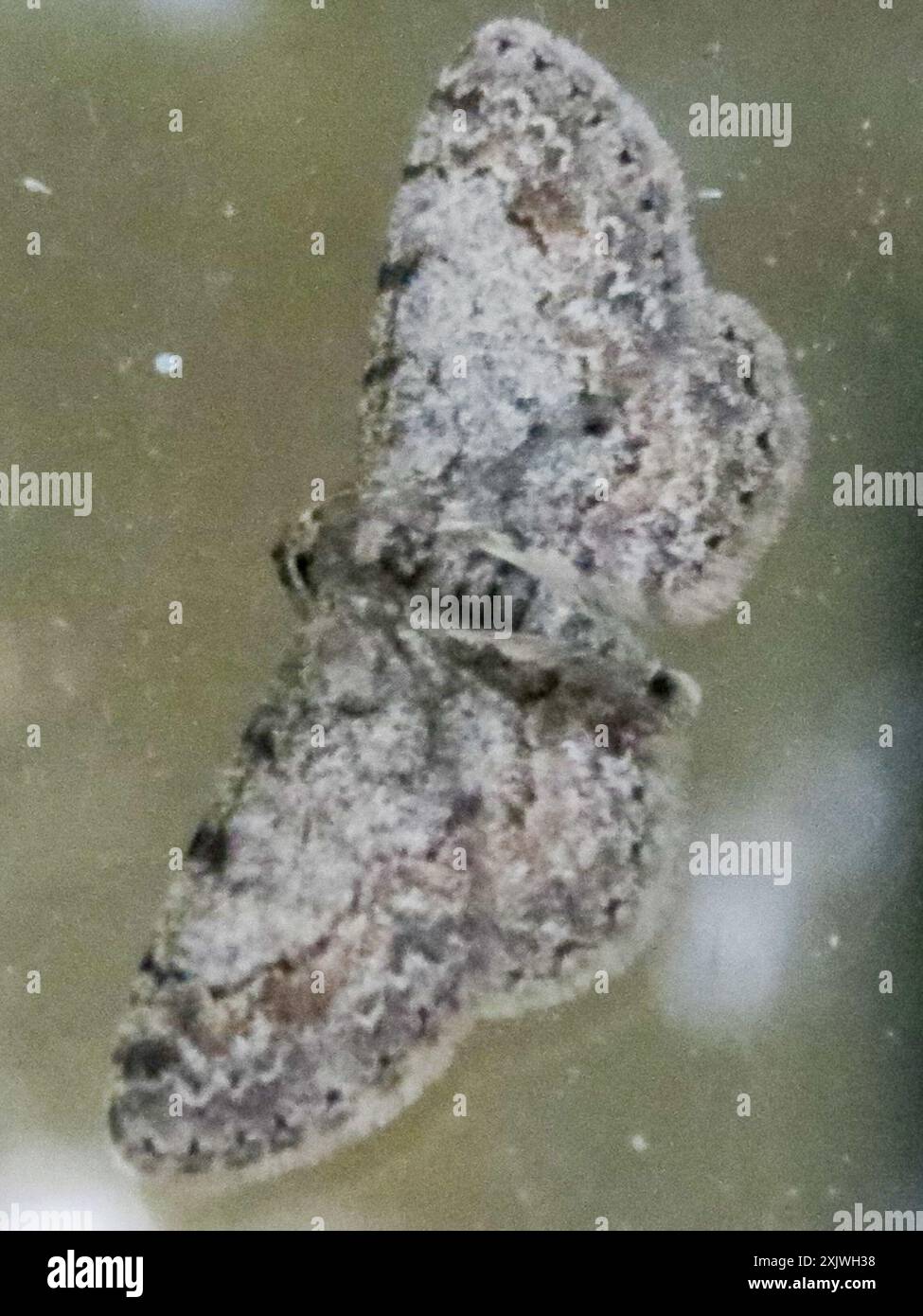 Texas Gray (Glenoides texanaria) Insecta Stock Photo - Alamy