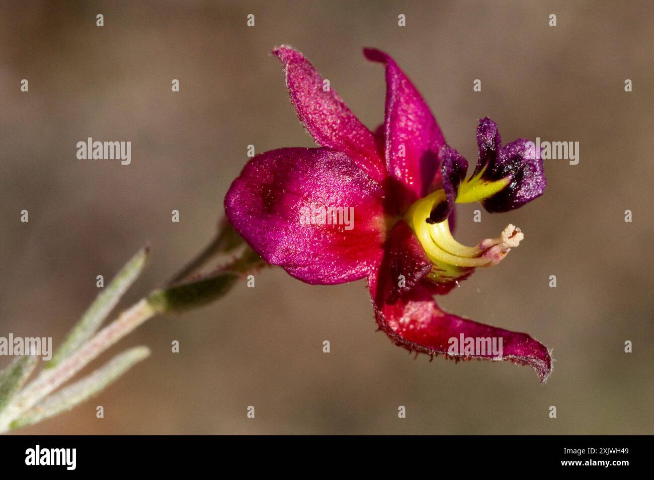Littleleaf Rhatany (Krameria erecta) Plantae Stock Photo - Alamy
