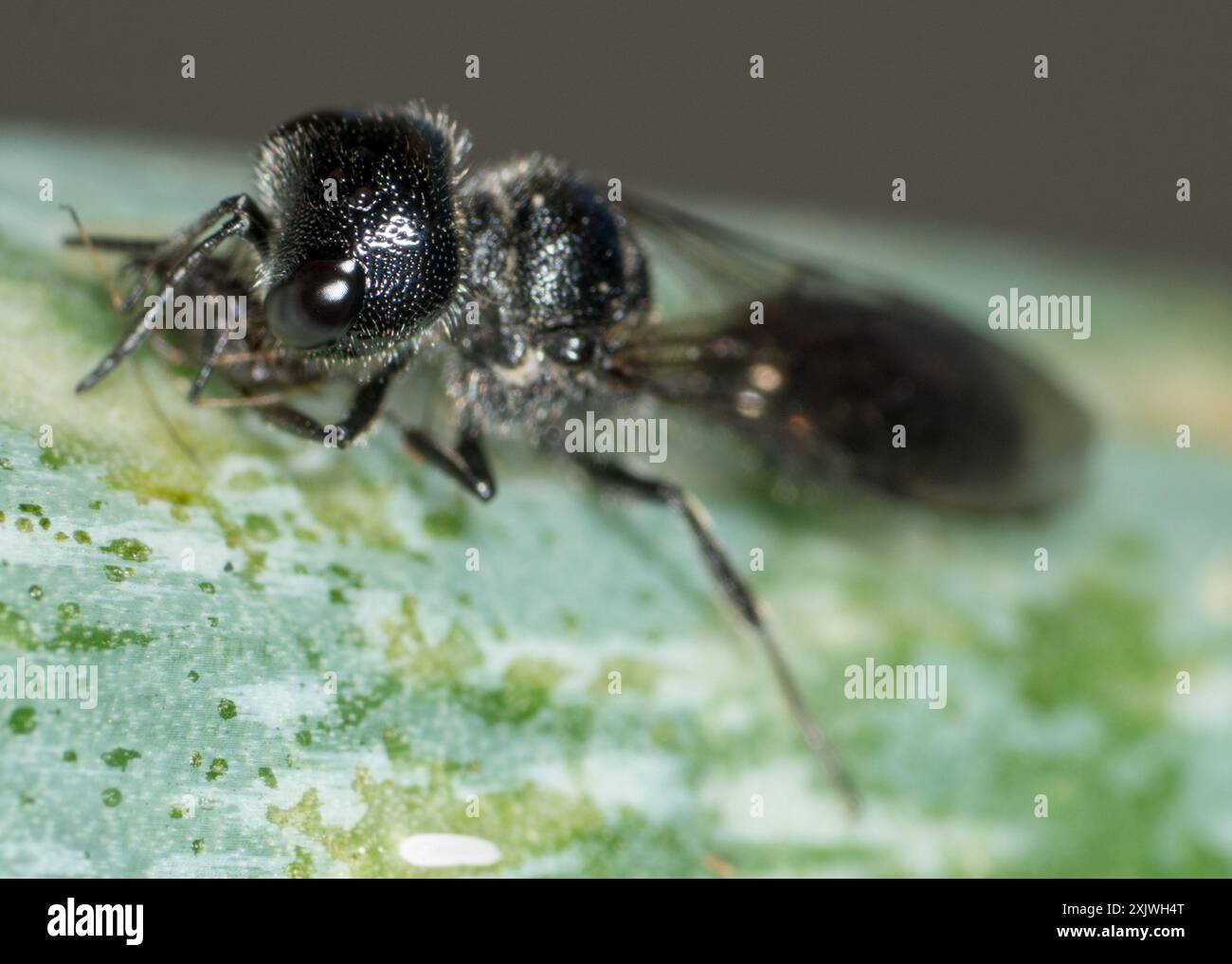 Typical Aphid Wasps (Pemphredon) Insecta Stock Photo - Alamy
