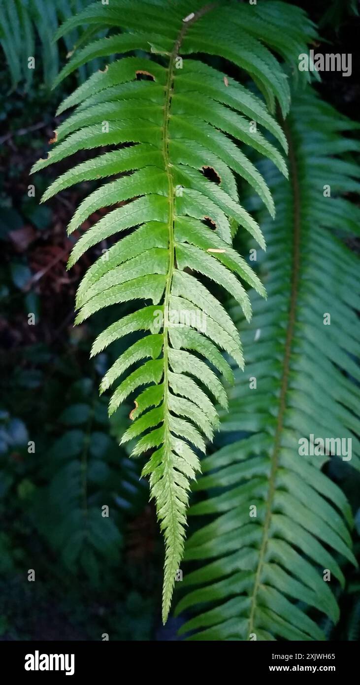 western sword fern (Polystichum munitum) Plantae Stock Photo - Alamy