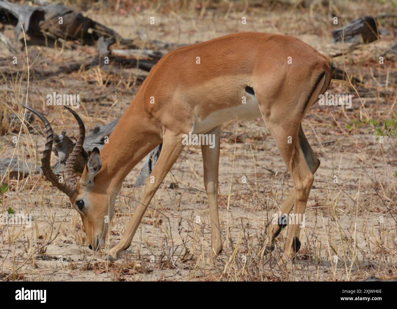 Common Impala (Aepyceros melampus melampus) Mammalia Stock Photo - Alamy