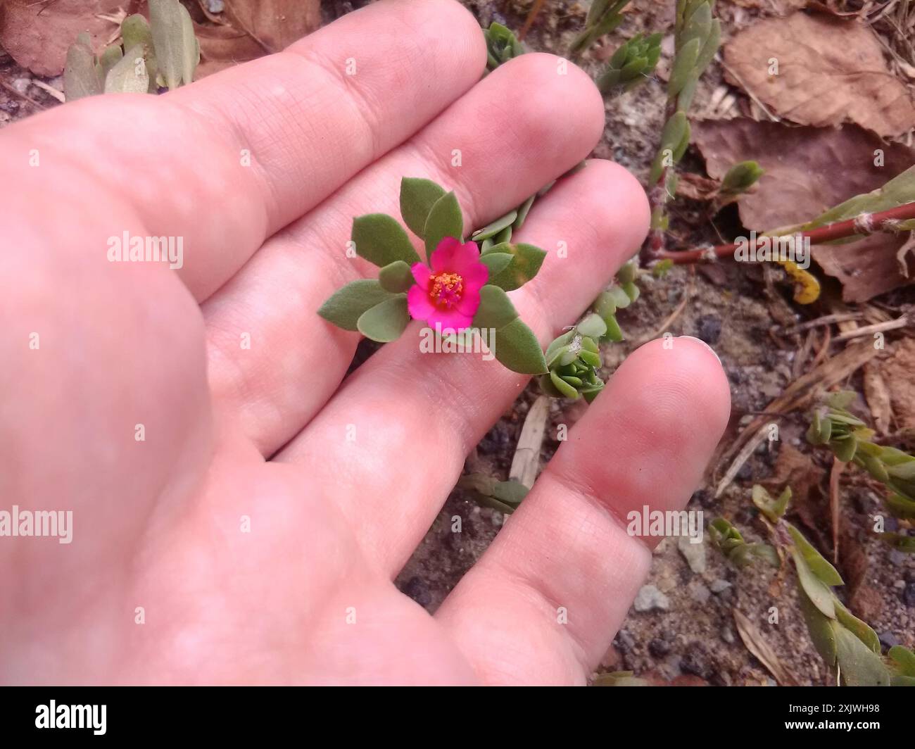 Paraguayan Purslane (Portulaca amilis) Plantae Stock Photo - Alamy