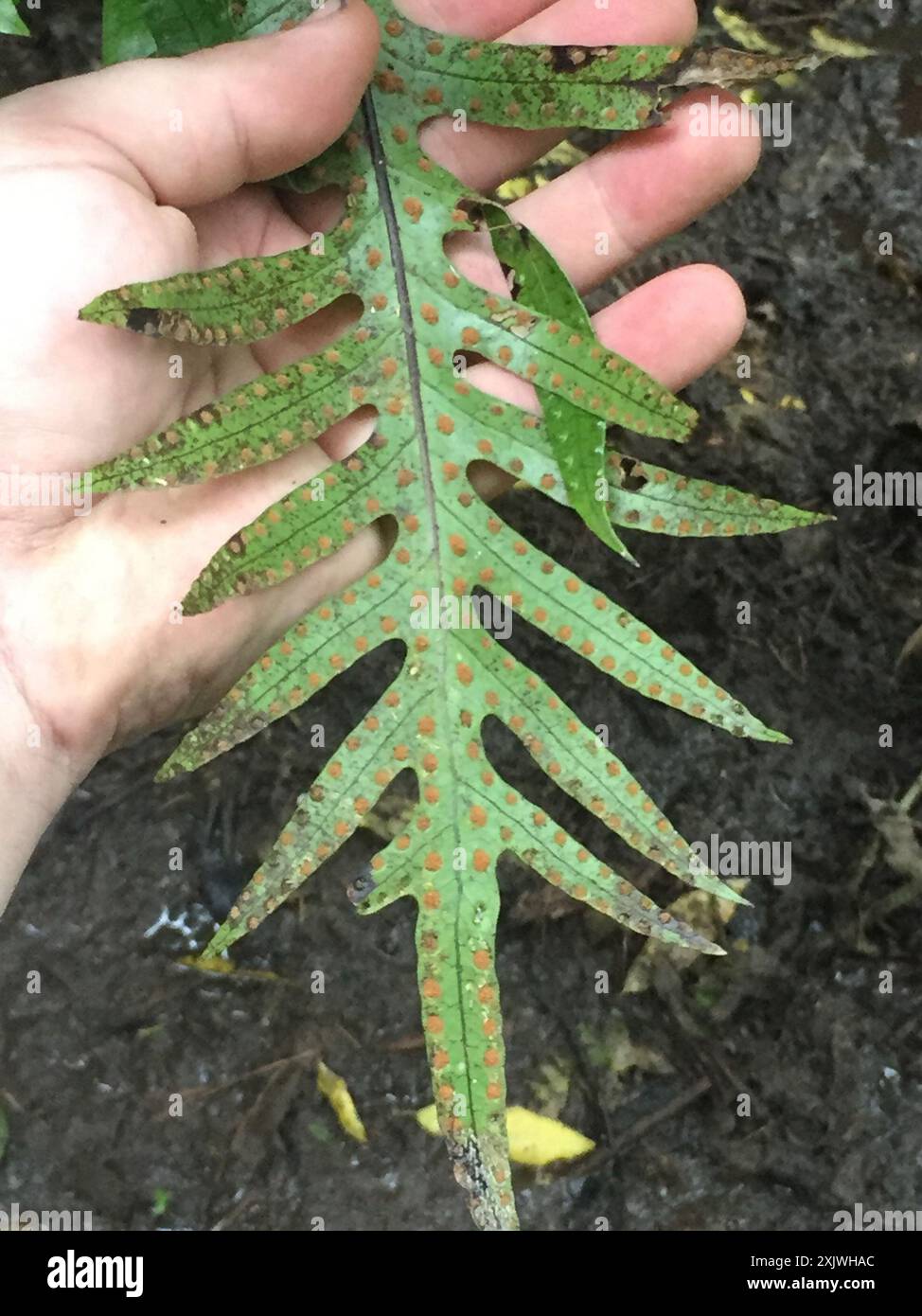 Kangaroo Fern (Microsorum pustulatum pustulatum) Plantae Stock Photo ...