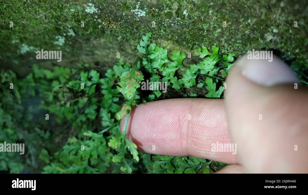 mountain spleenwort (Asplenium montanum) Plantae Stock Photo - Alamy