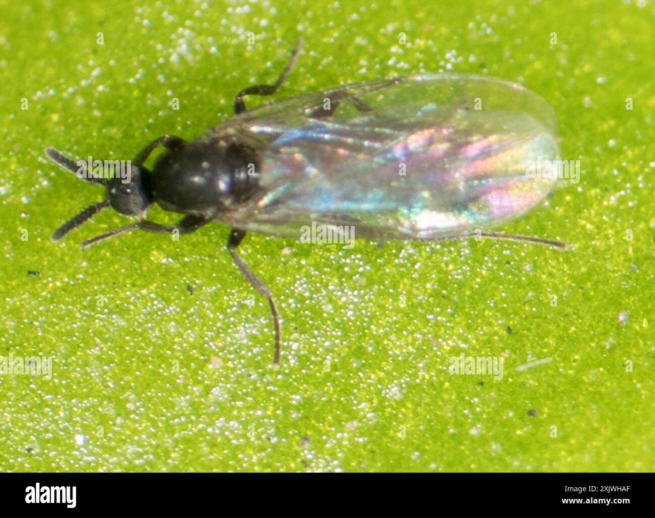 (Coboldia fuscipes) Insecta Stock Photo - Alamy