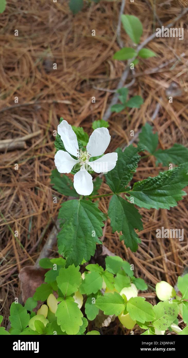 Common Dewberry (Rubus flagellaris) Plantae Stock Photo - Alamy