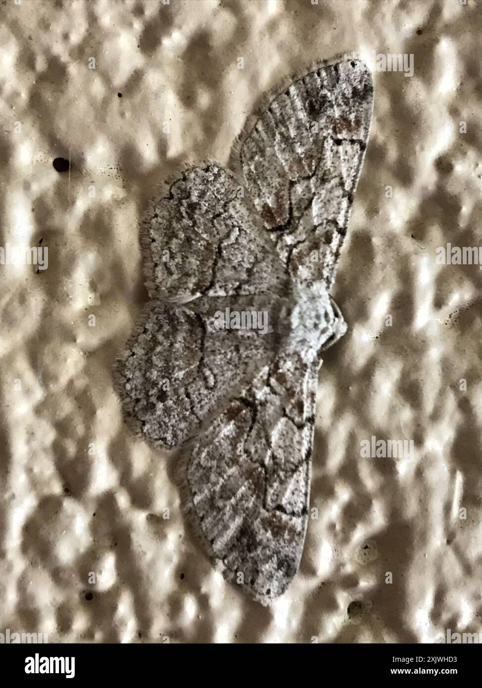 Geometer Moths (Geometridae) Insecta Stock Photo - Alamy