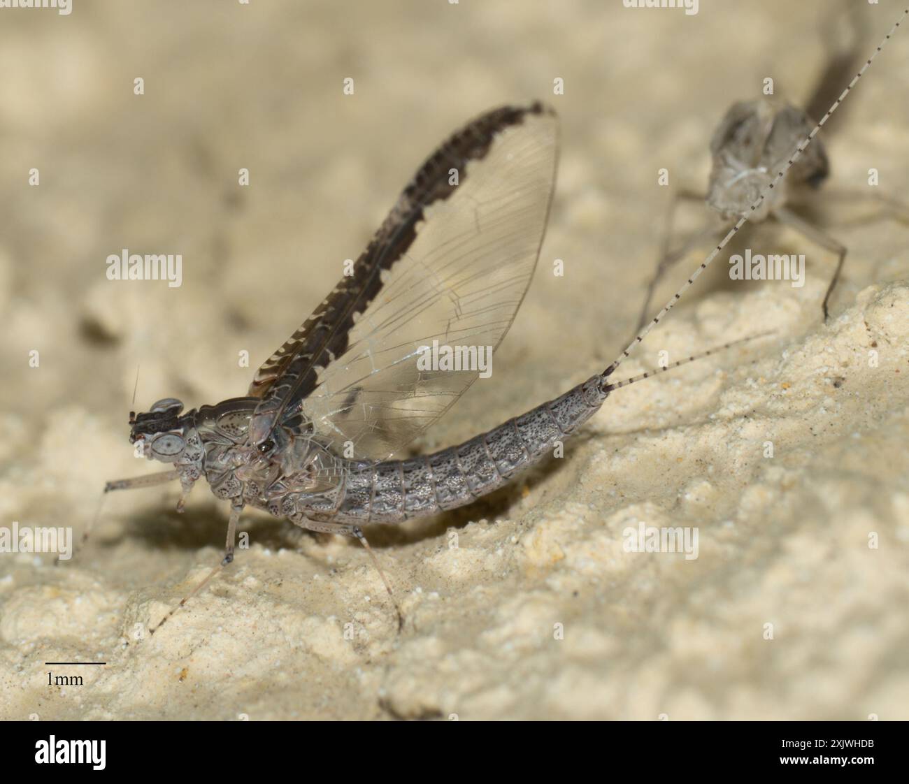 Callibaetis hi-res stock photography and images - Alamy