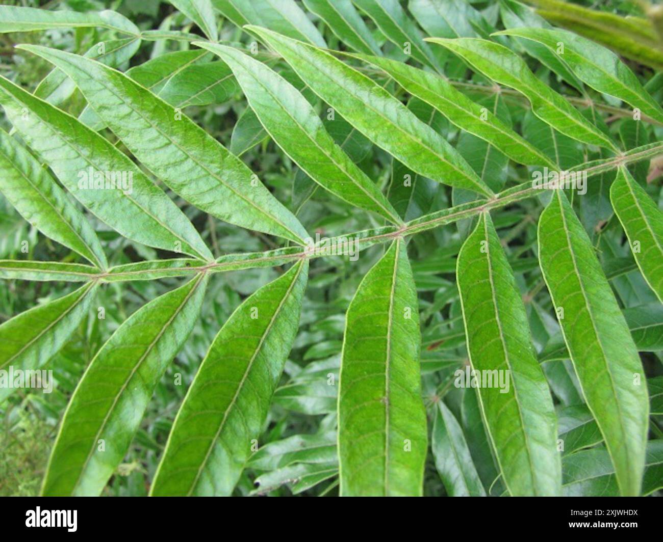 shining sumac (Rhus copallinum) Plantae Stock Photo - Alamy