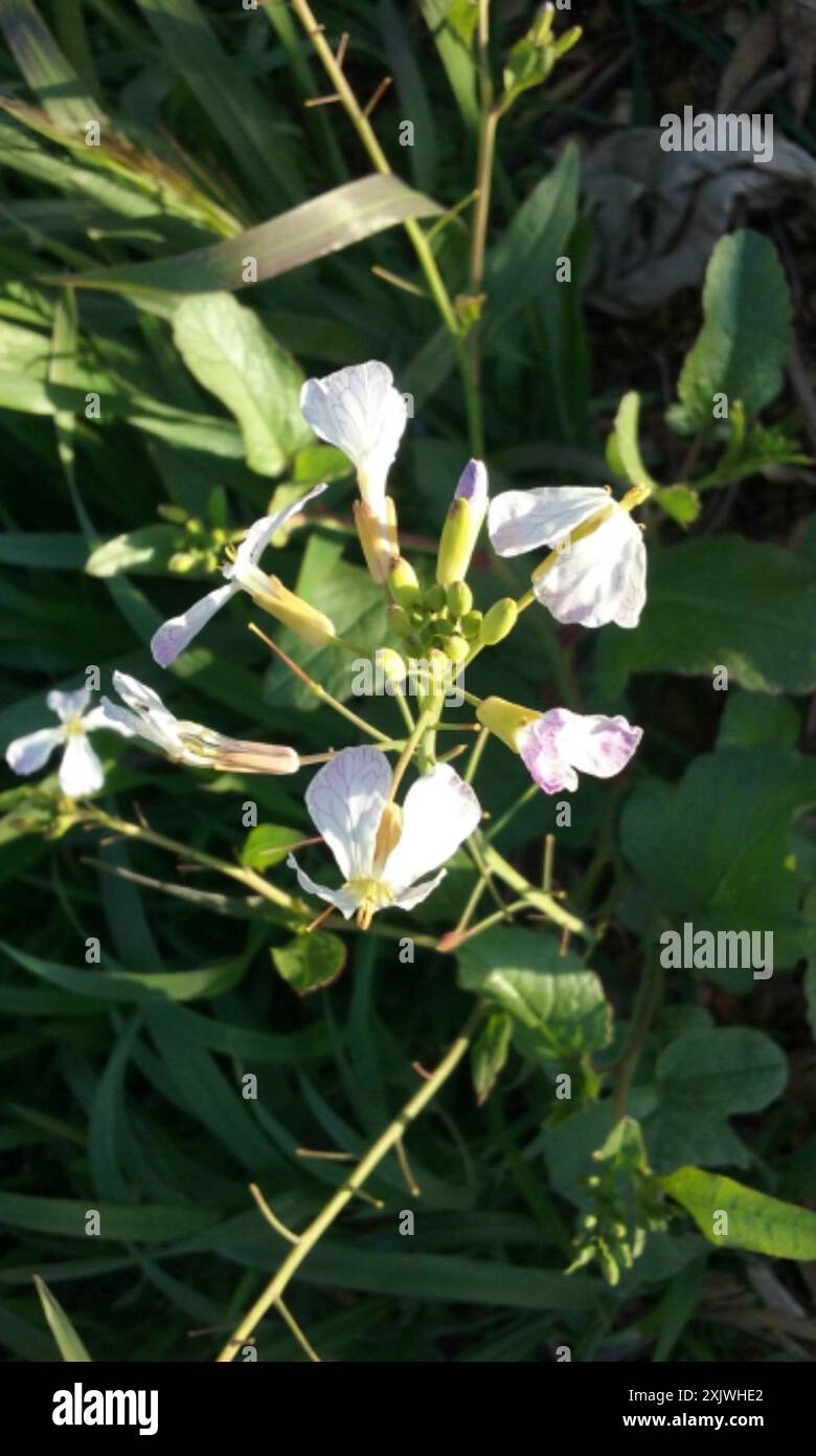 wild and domestic radish (Raphanus raphanistrum sativus) Plantae Stock ...