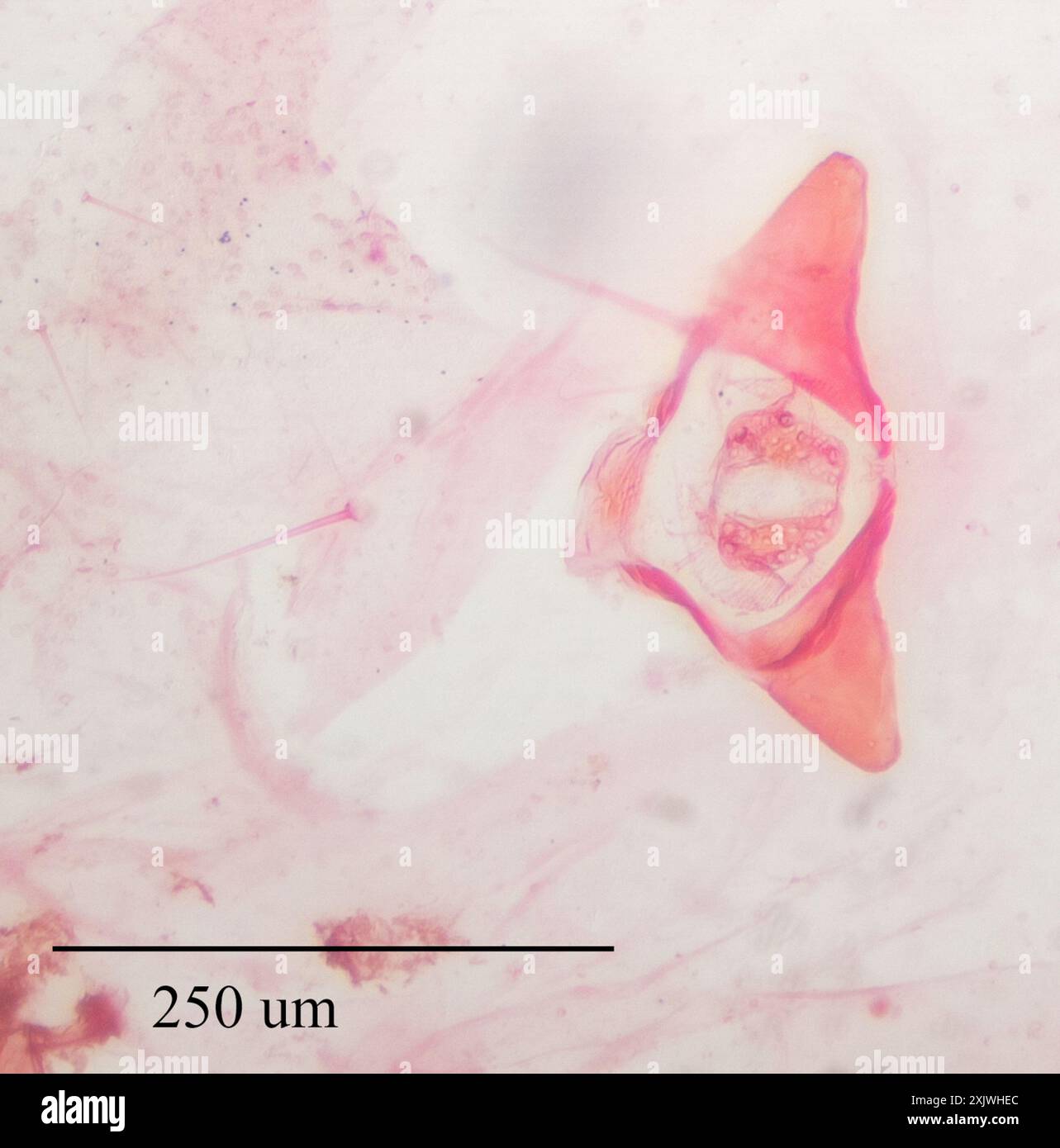 Psidii hi-res stock photography and images - Alamy