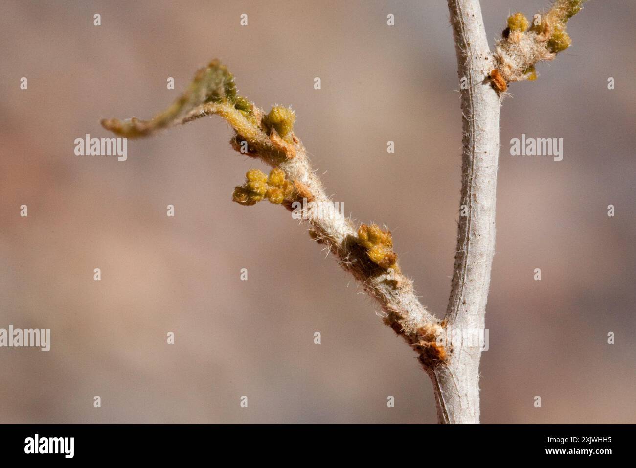 desert myrtlecroton (Bernardia obovata) Plantae Stock Photo - Alamy