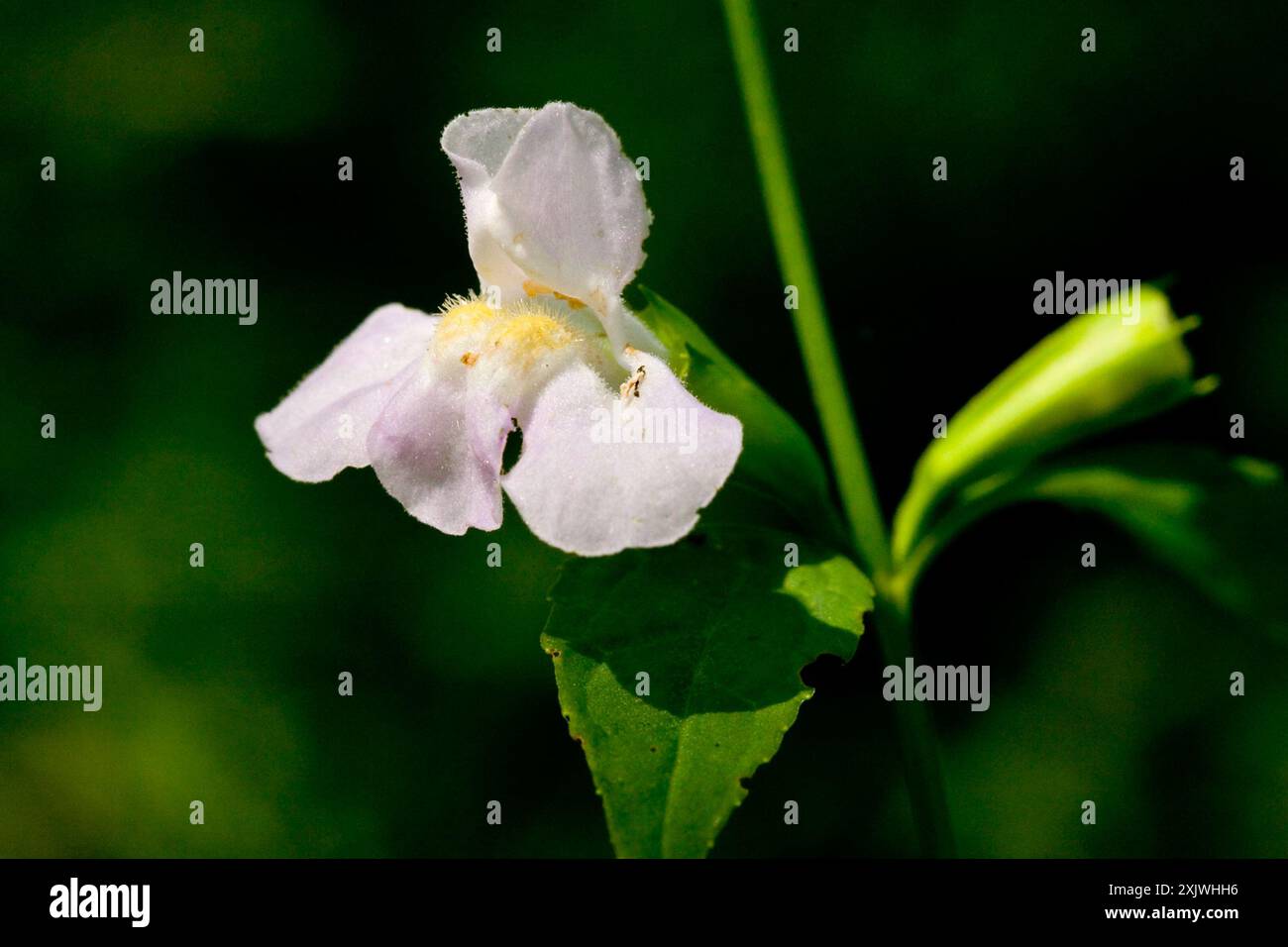 sharpwing monkeyflower (Mimulus alatus) Plantae Stock Photo - Alamy