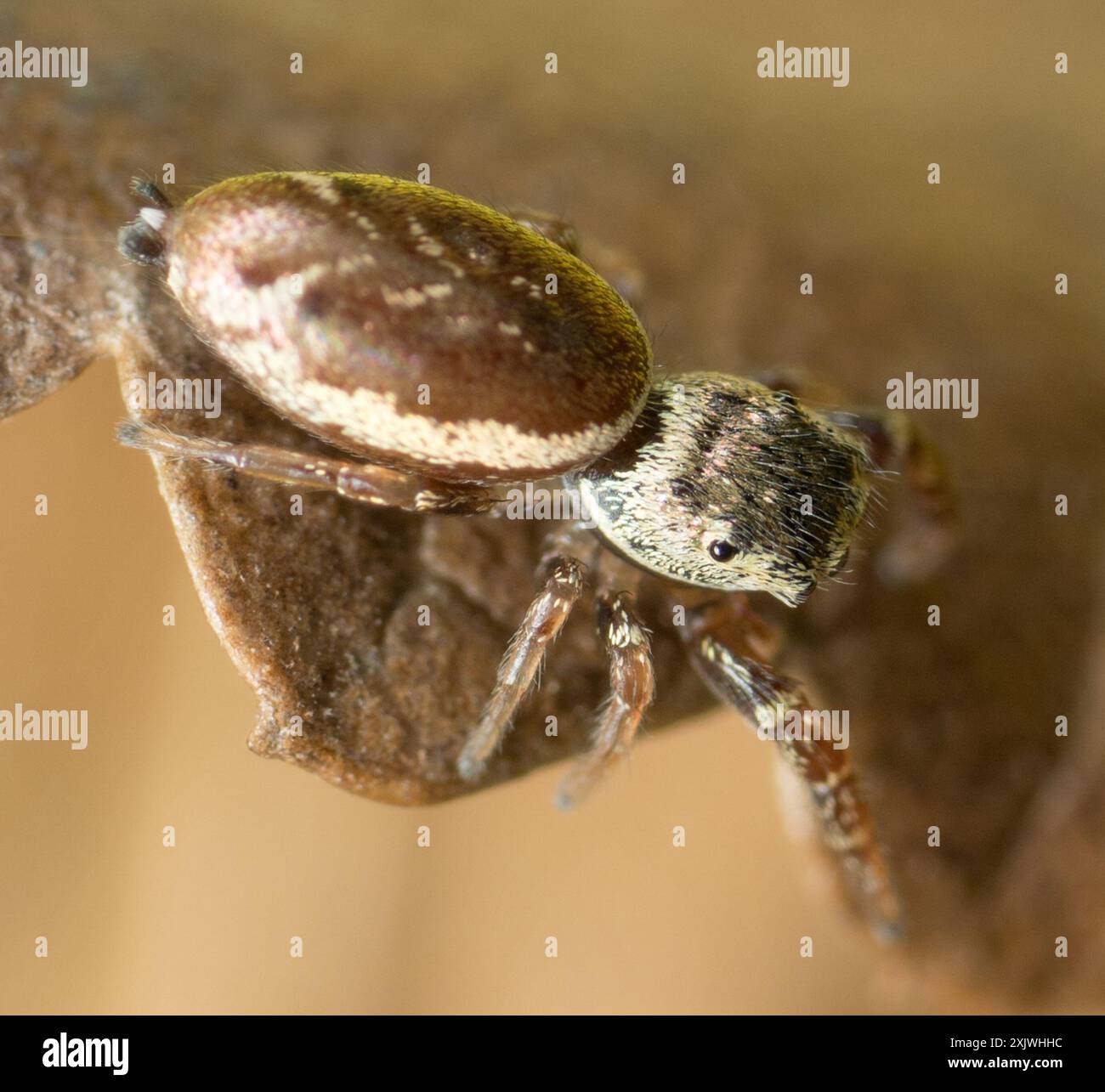 (Sassacus vitis) Arachnida Stock Photo - Alamy