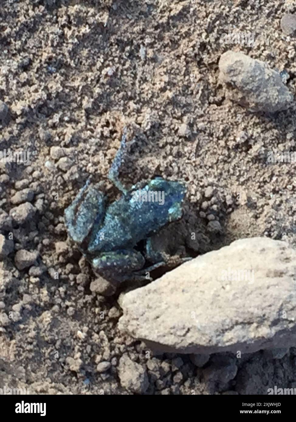 Rio Grande Chirping Frog (Eleutherodactylus campi) Amphibia Stock Photo ...