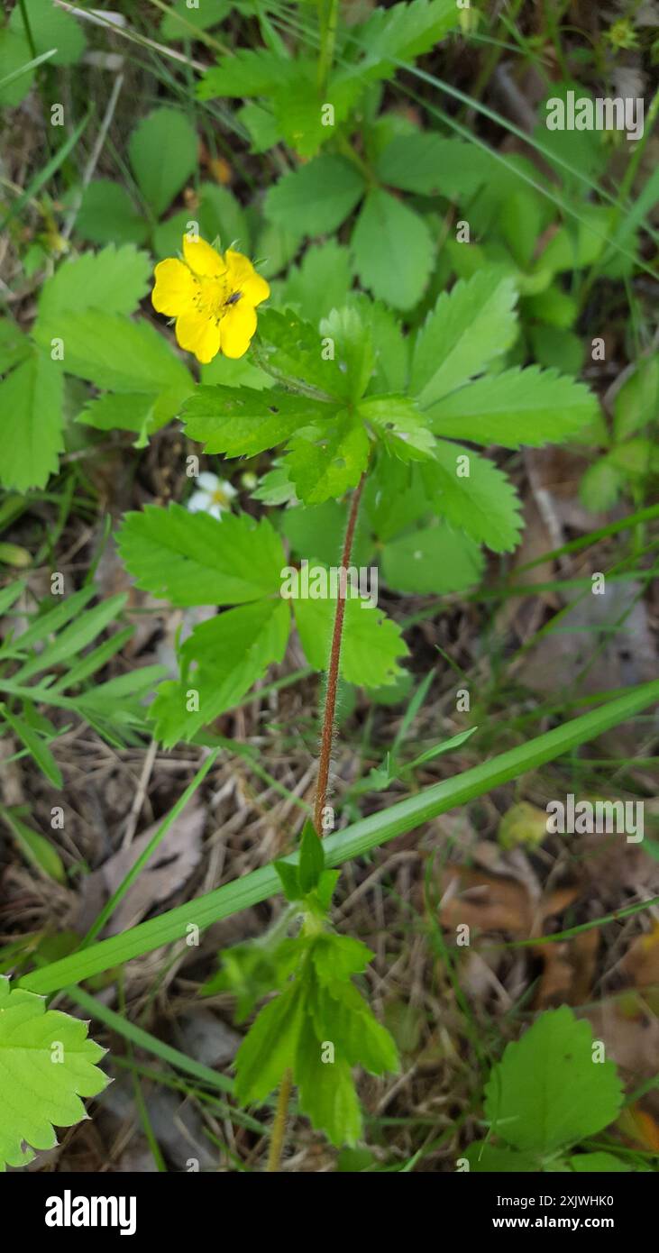 common cinquefoil (Potentilla simplex) Plantae Stock Photo - Alamy