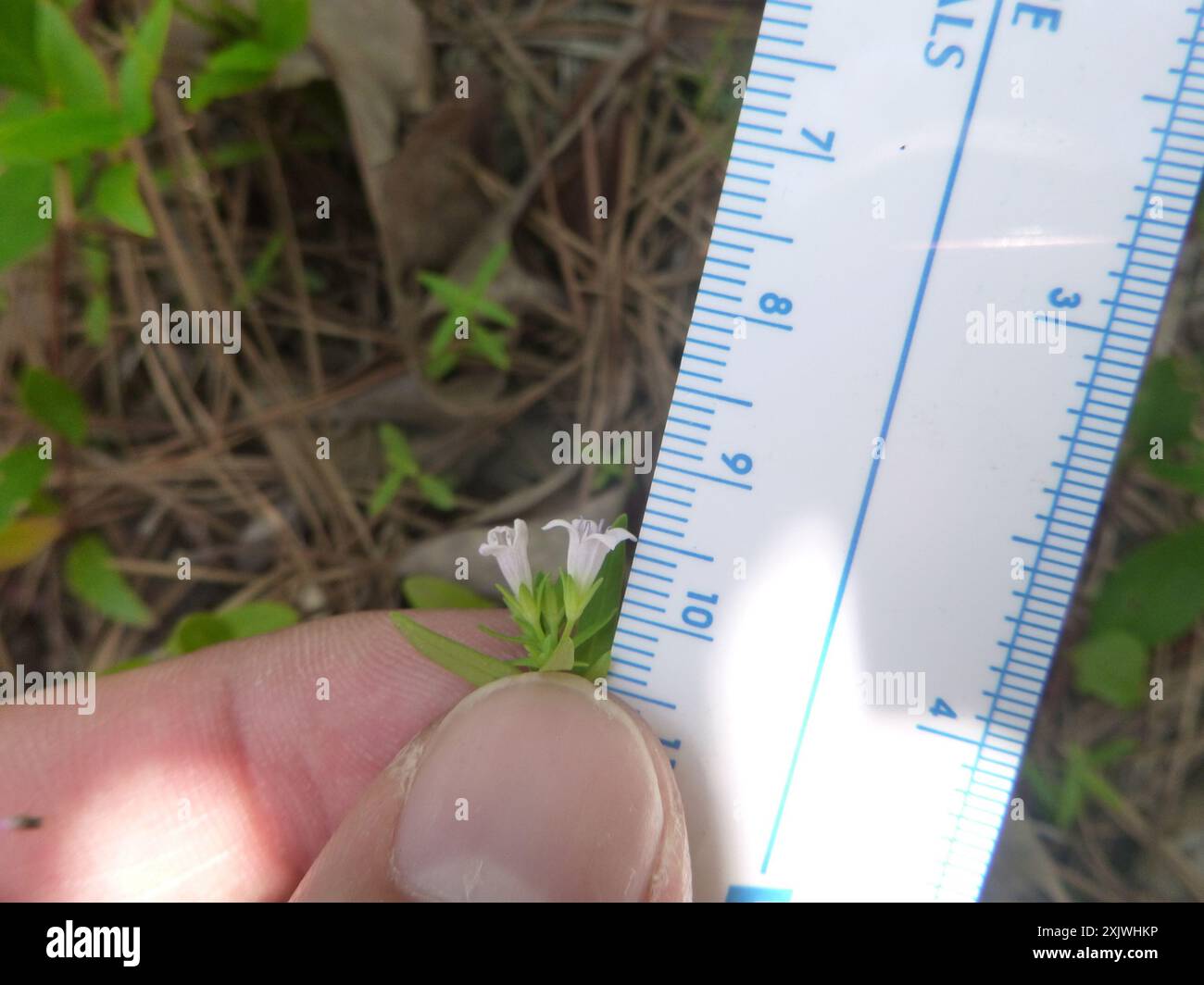 long-leaved bluets (Houstonia longifolia) Plantae Stock Photo - Alamy