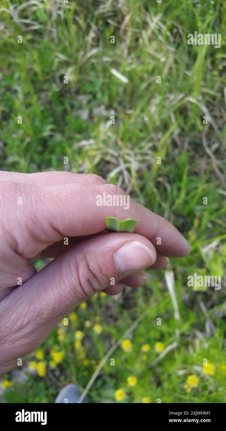 lake sedge (Carex lacustris) Plantae Stock Photo - Alamy