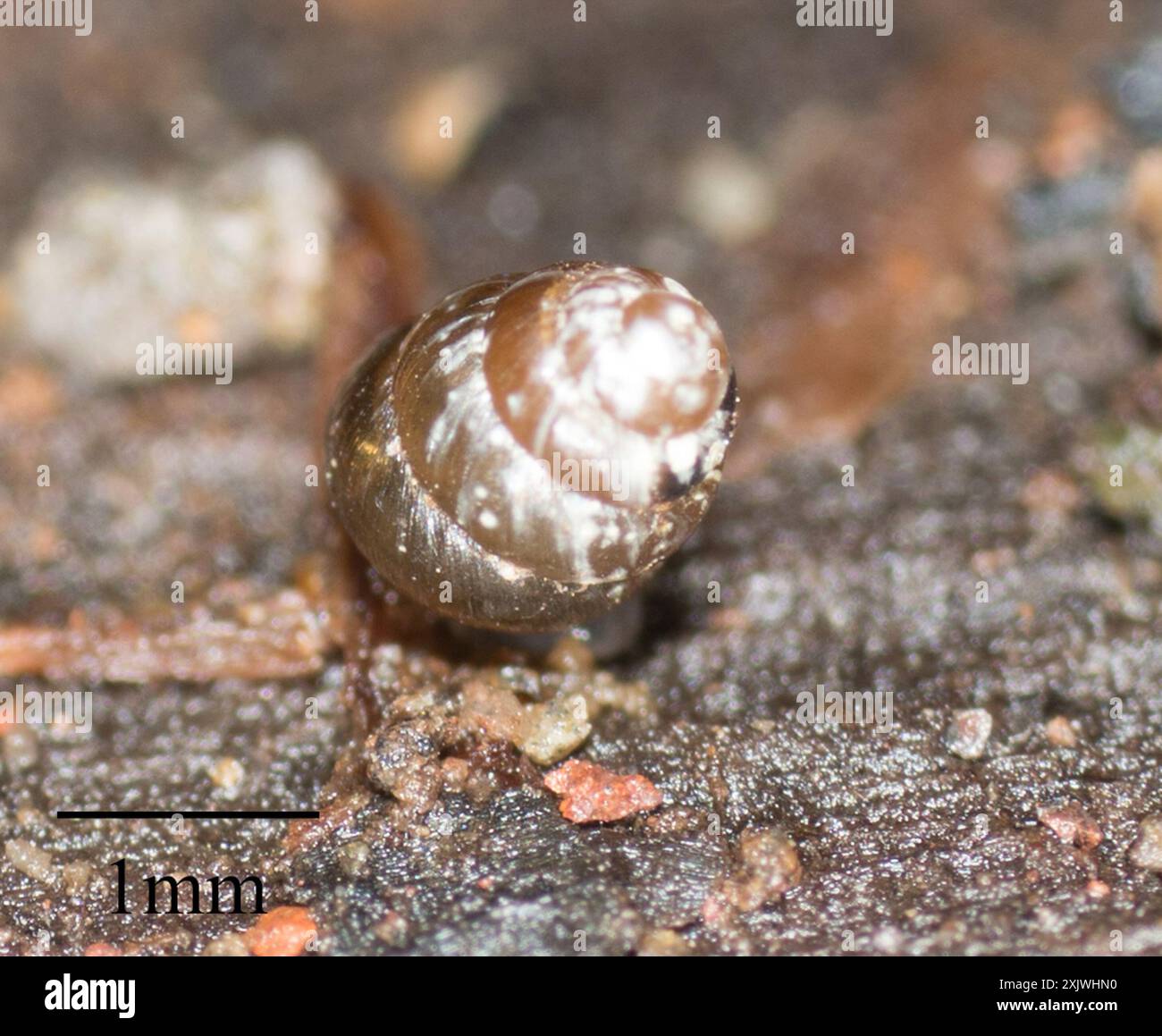 Chrysalis Snails and Allies (Pupilloidea) Mollusca Stock Photo - Alamy