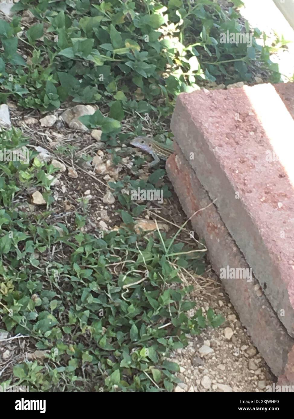 Common Spotted Whiptail (Aspidoscelis gularis) Reptilia Stock Photo - Alamy