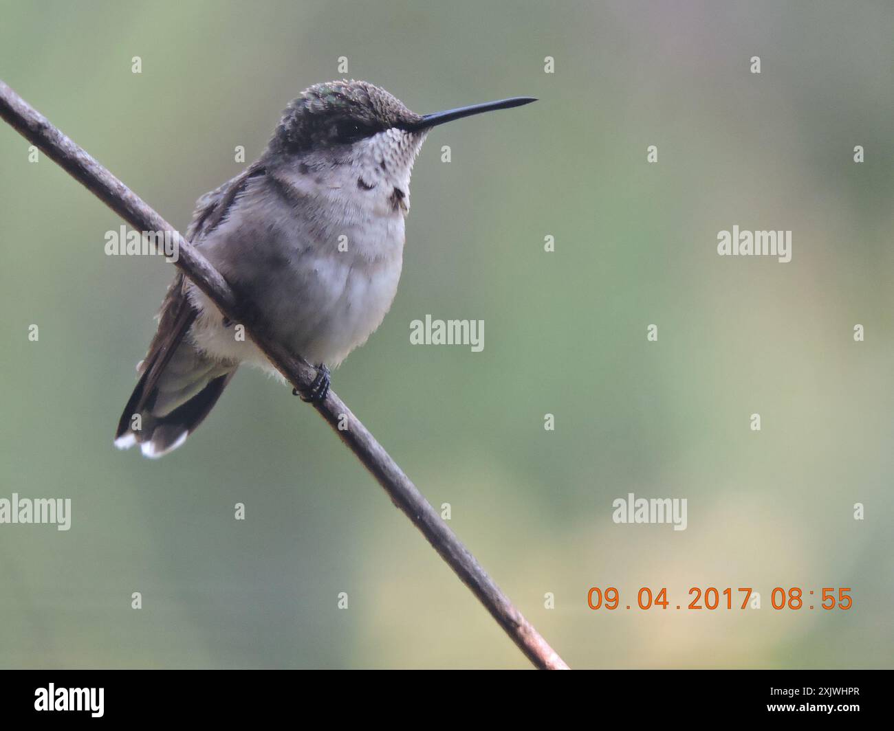 Ruby-throated Hummingbird (Archilochus colubris) Aves Stock Photo - Alamy
