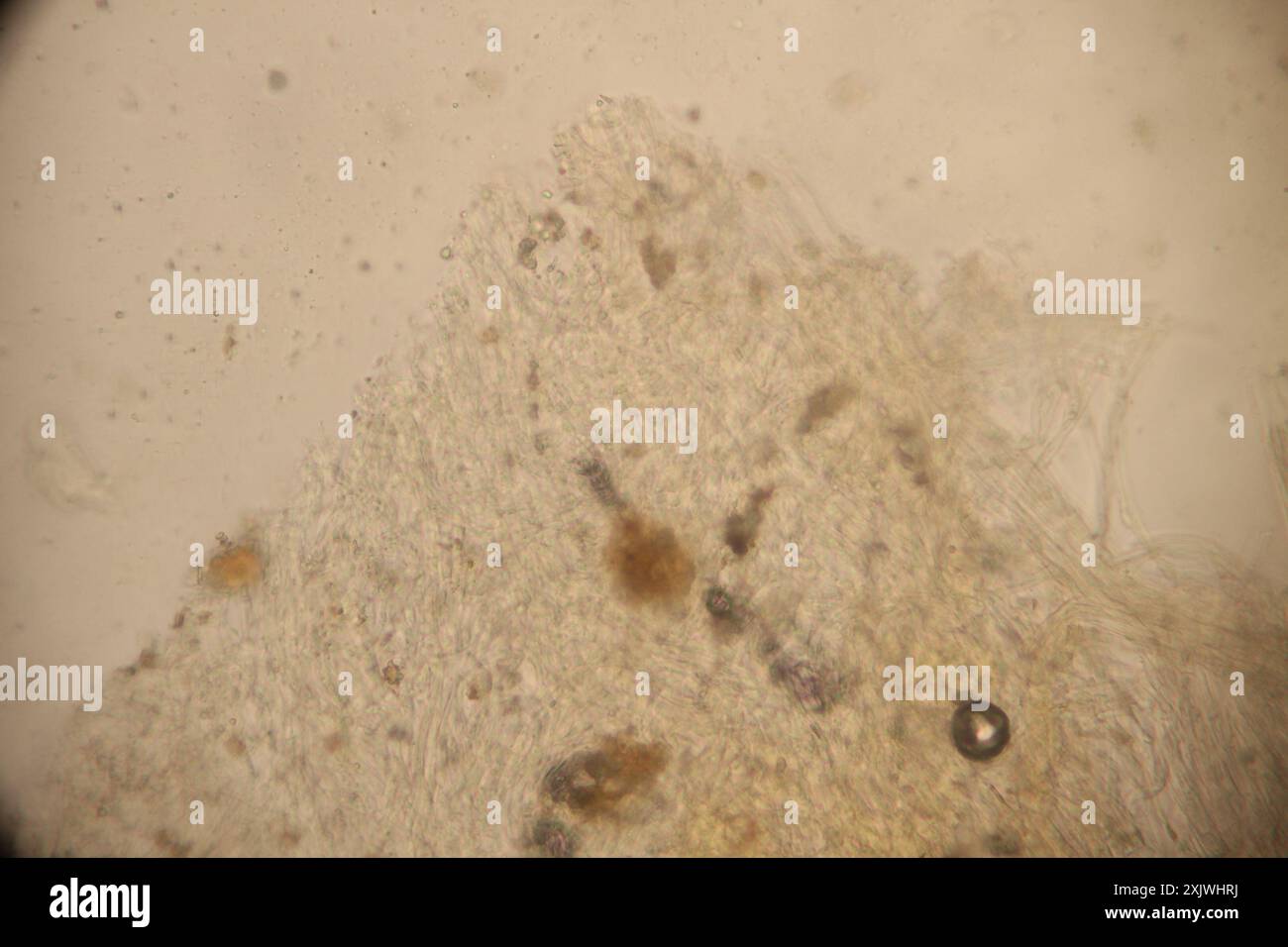 bulbous fibrecap (Inocybe napipes) Fungi Stock Photo - Alamy