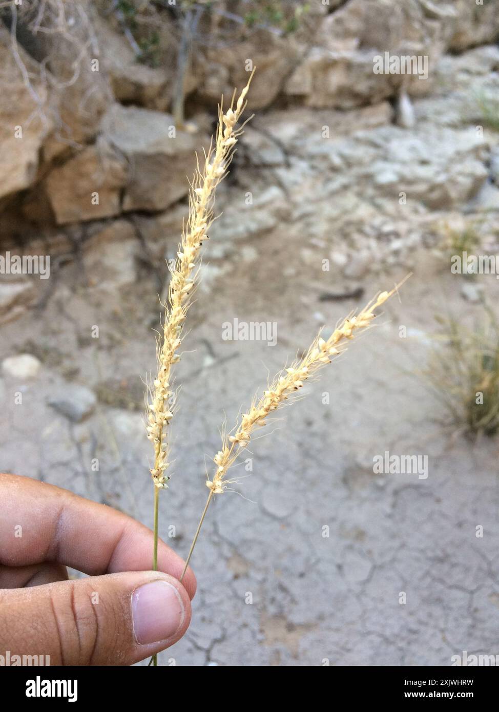 plains bristlegrass (Setaria leucopila) Plantae Stock Photo - Alamy