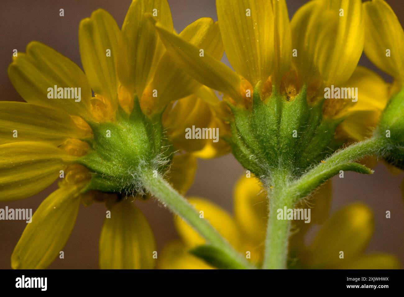 ragleaf bahia (Hymenothrix dissecta) Plantae Stock Photo - Alamy