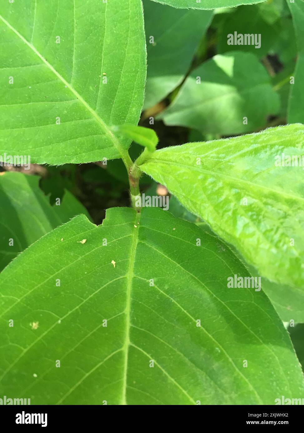 American jumpseed (Persicaria virginiana) Plantae Stock Photo - Alamy