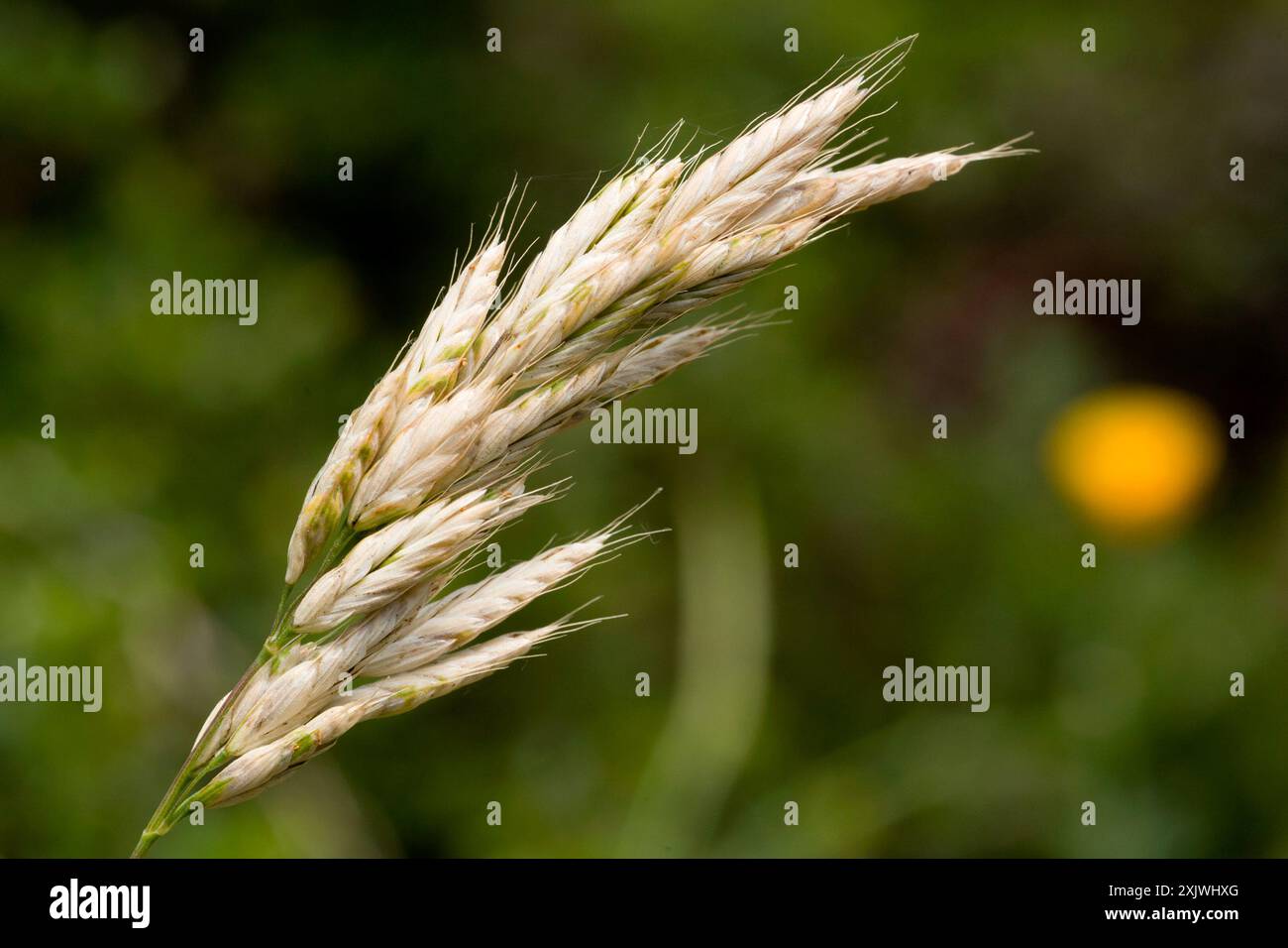 common soft brome (Bromus hordeaceus) Plantae Stock Photo - Alamy
