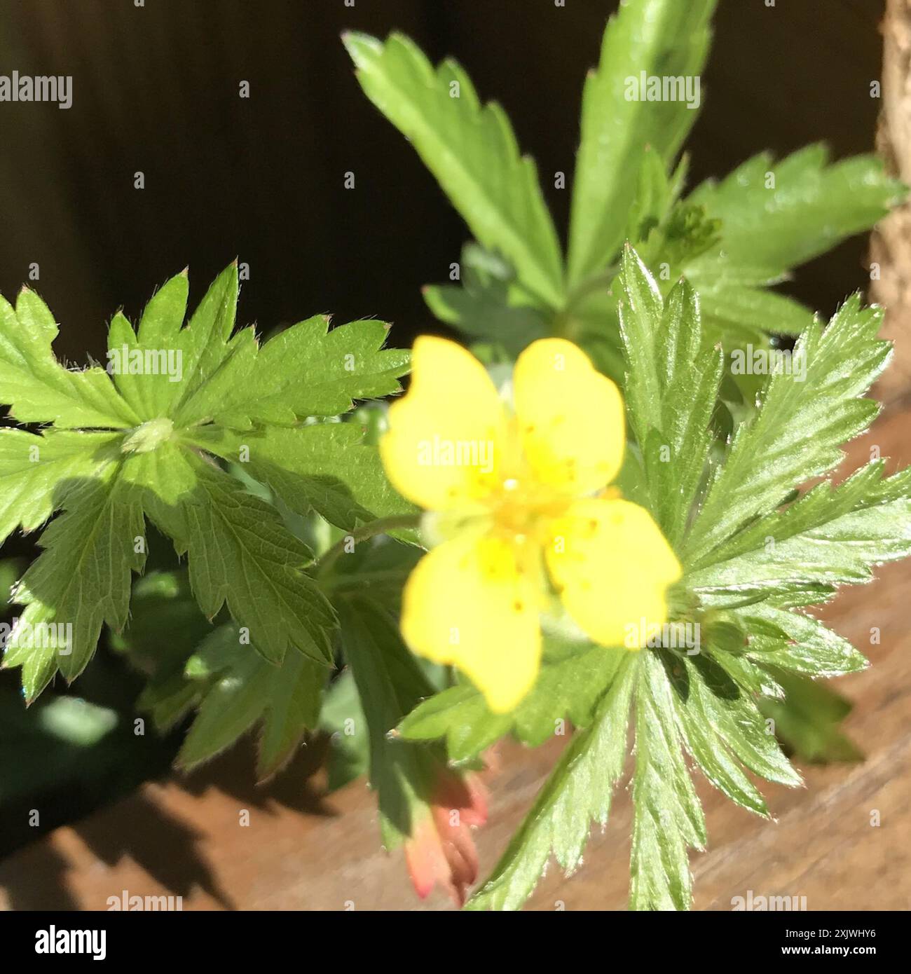 Tormentil (Potentilla erecta) Plantae Stock Photo - Alamy