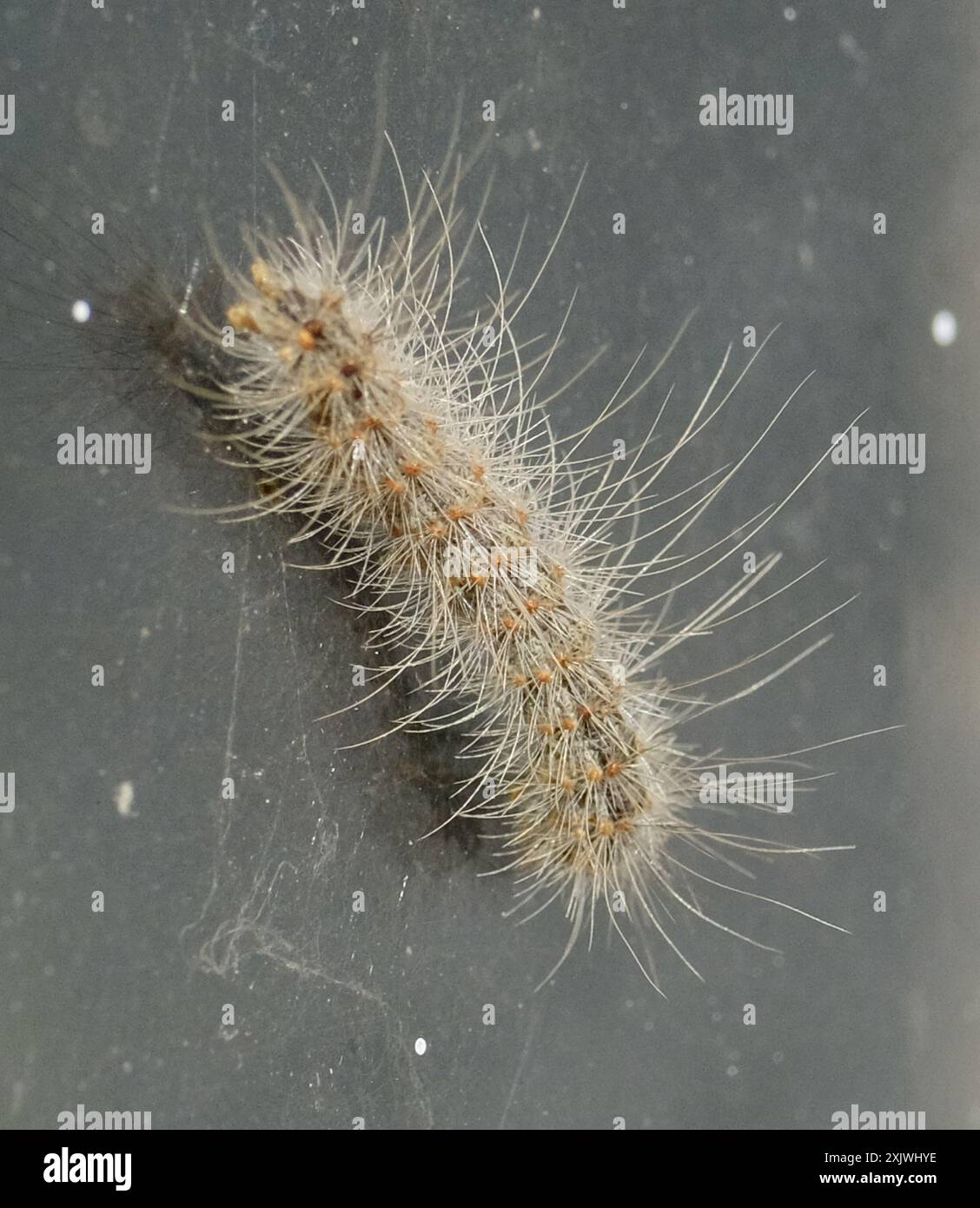 Fall Webworm Moth (Hyphantria cunea) Insecta Stock Photo - Alamy